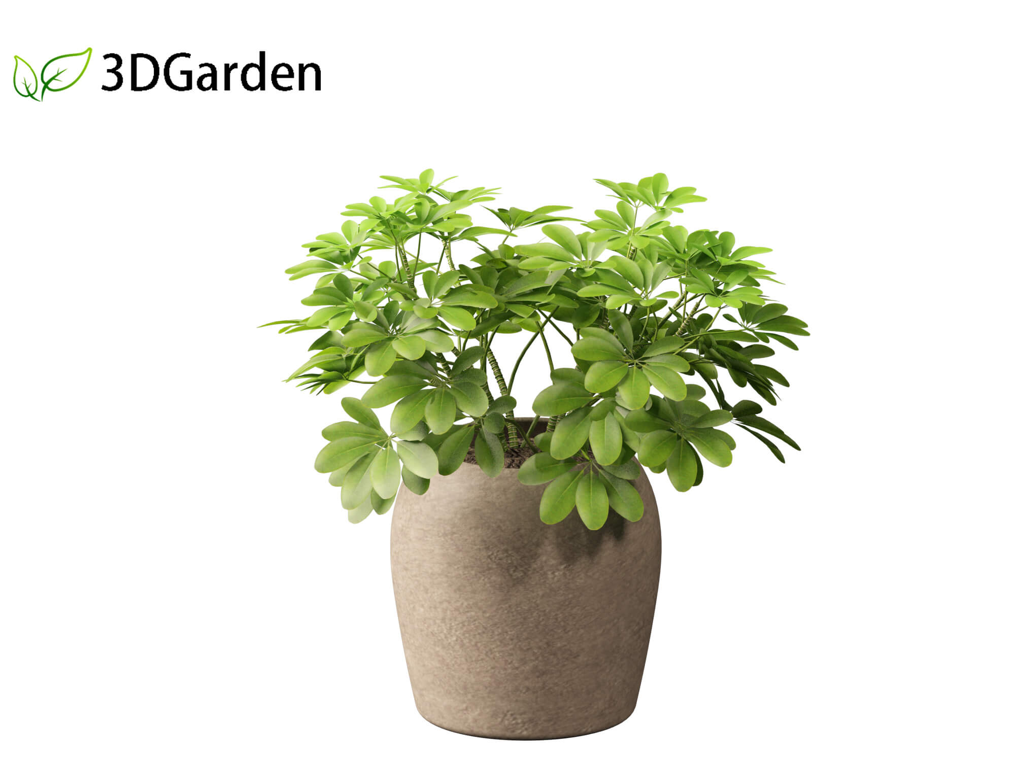 Schefflera Octophylla - Umbrella Plant 02 3D Model by 3dgardenplants