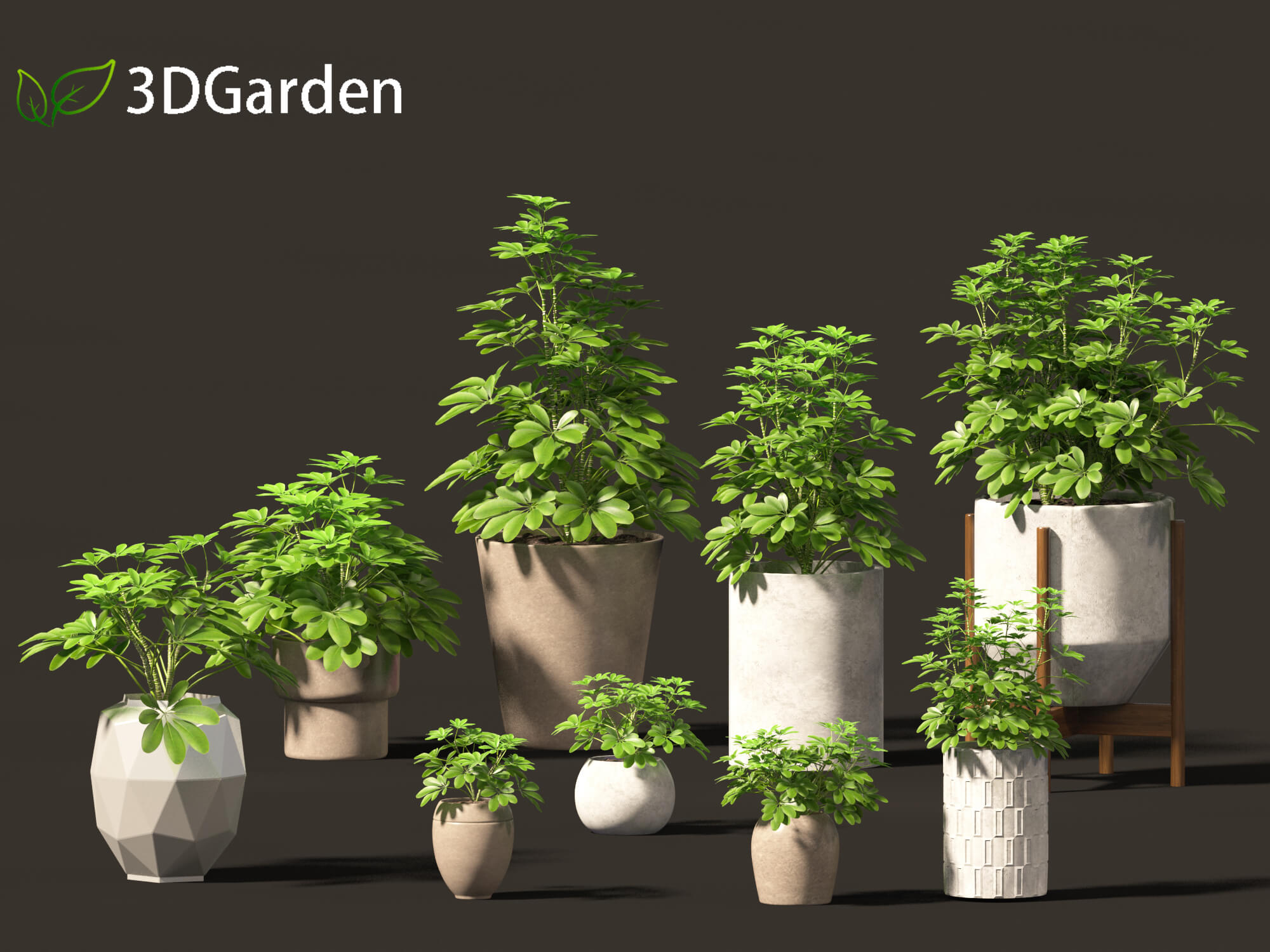 Schefflera Octophylla - Umbrella Plant 02 3D Model by 3dgardenplants