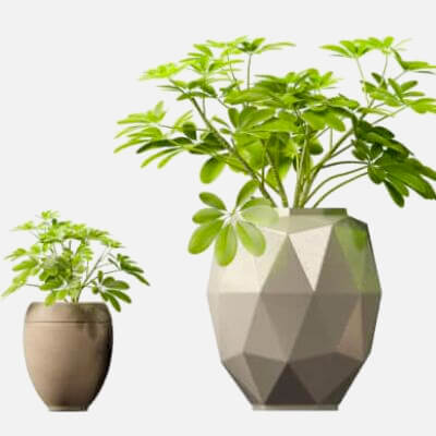 Schefflera Octophylla - Umbrella Plant 02 3D Model by 3dgardenplants