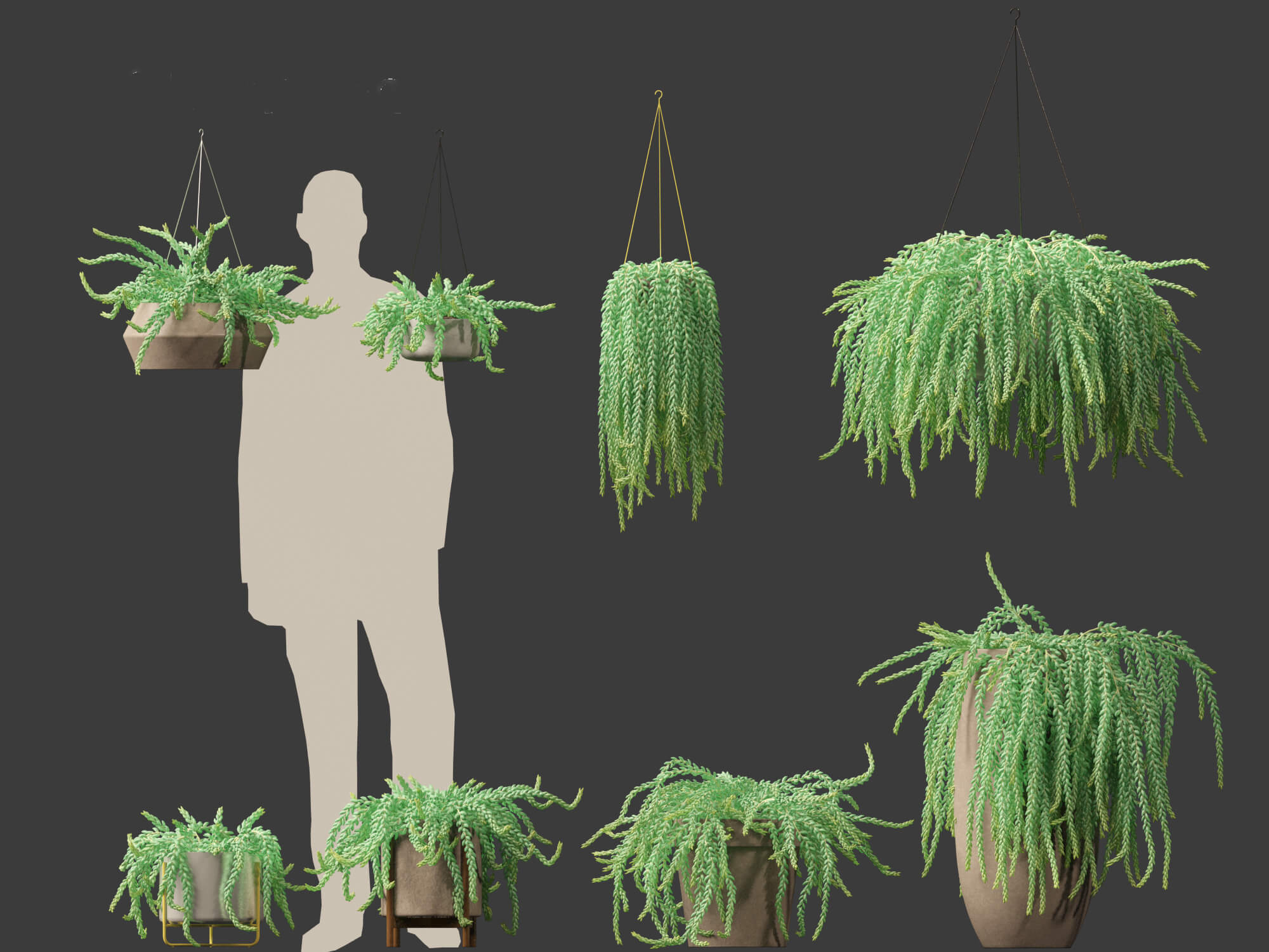 Sedum Morganianum - Burros Tail 3D Model by 3dgardenplants