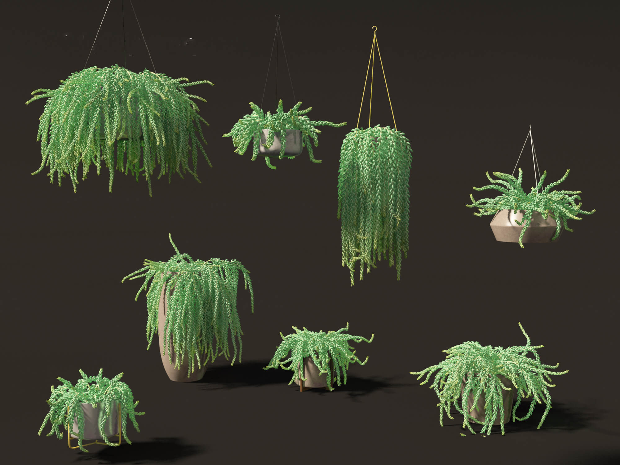 Sedum Morganianum - Burros Tail 3D Model by 3dgardenplants