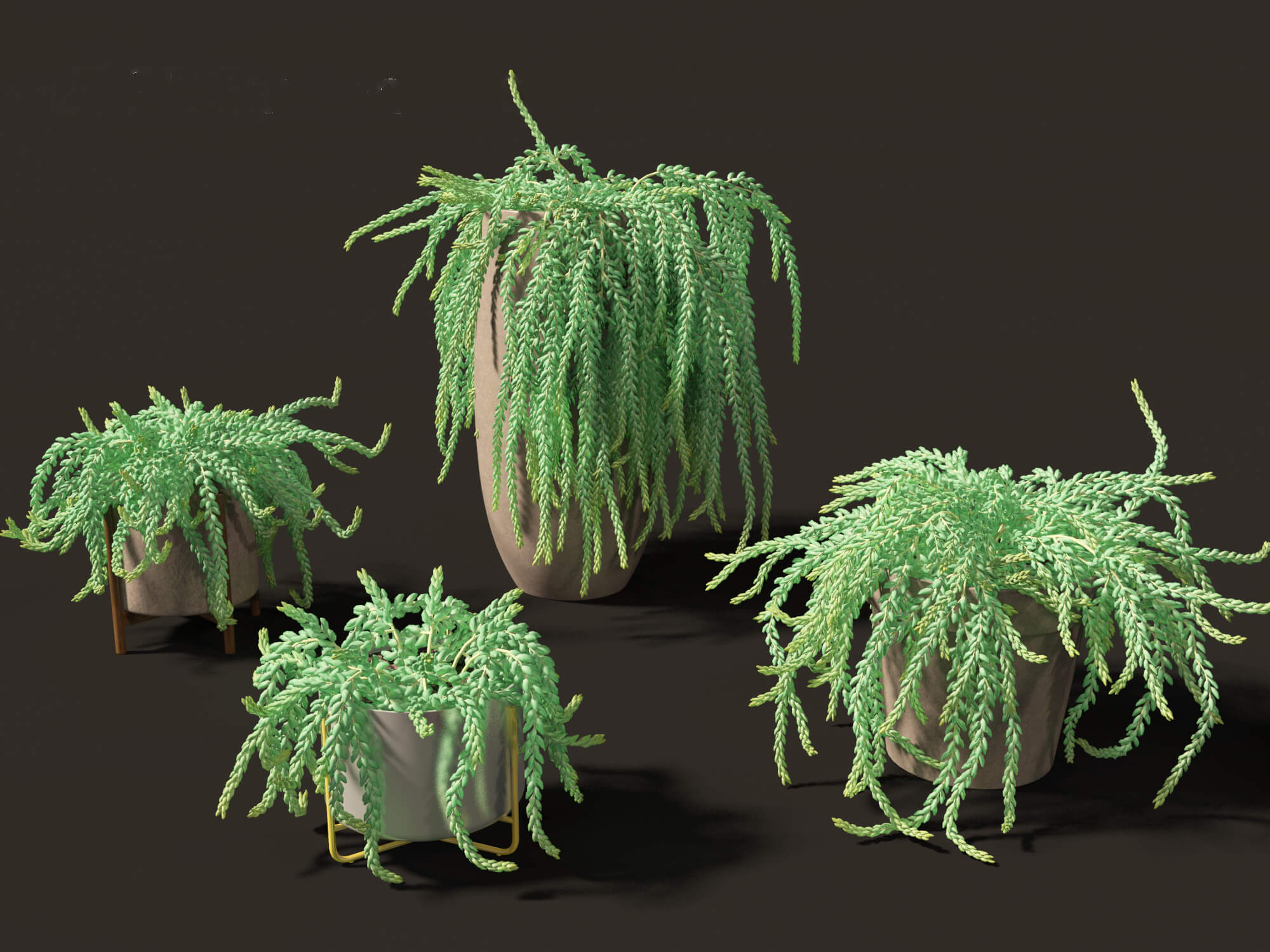 Sedum Morganianum - Burros Tail 3D Model by 3dgardenplants