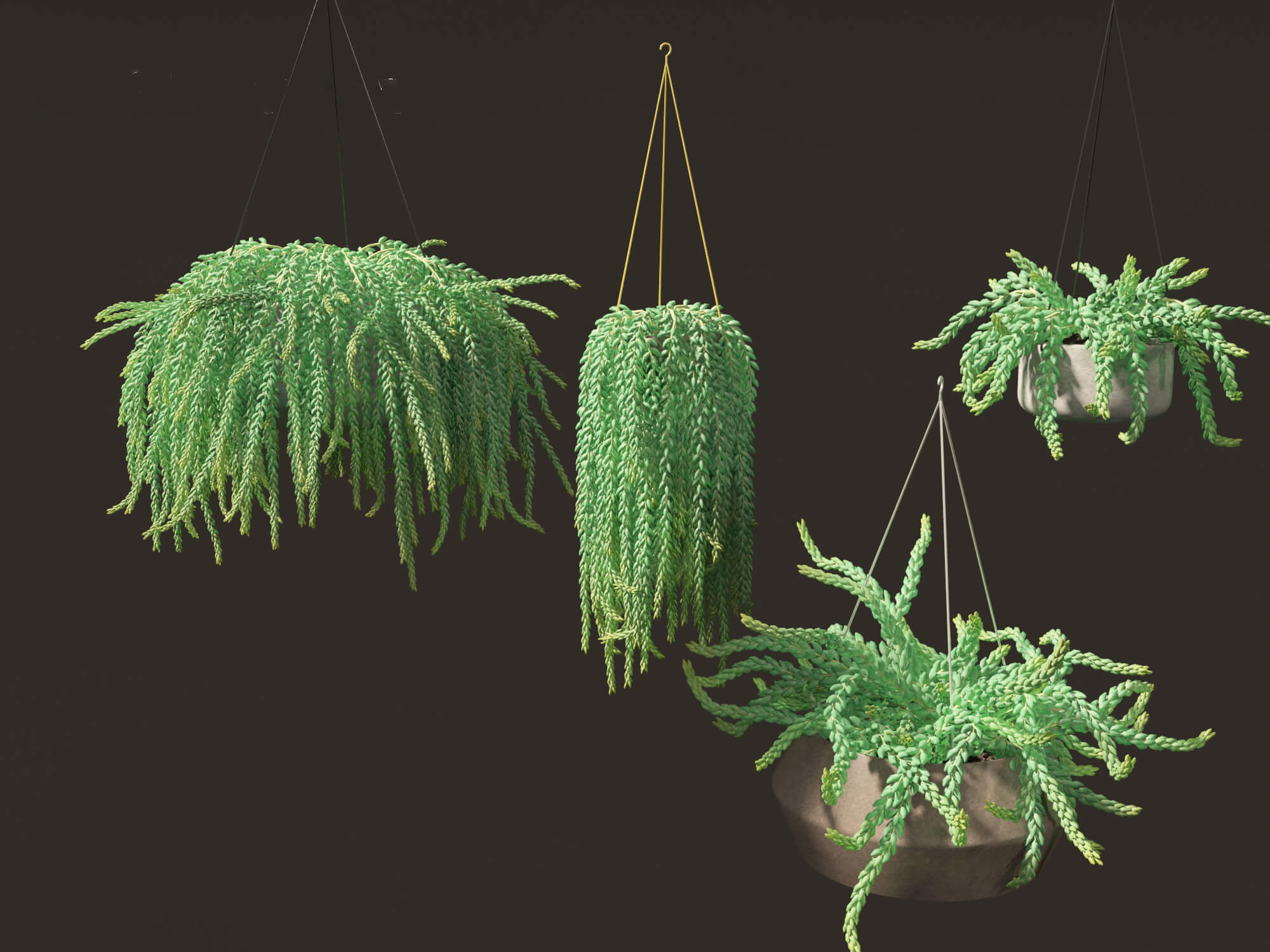 Sedum Morganianum - Burros Tail 3D Model by 3dgardenplants