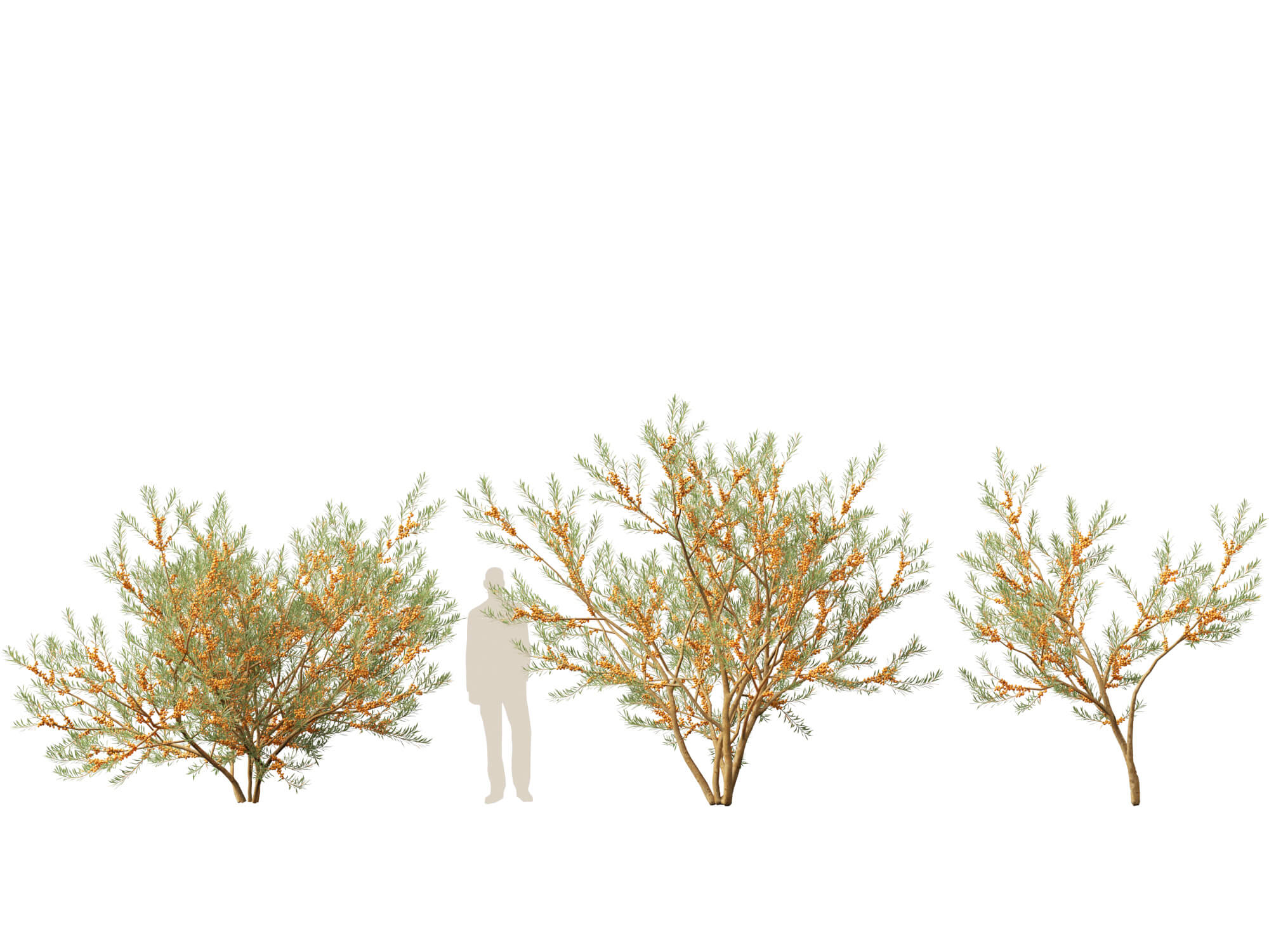 (Highpoly+Low Poly) Hippophae Rhamnoides - Sea Buckthorn 3D Model by ...