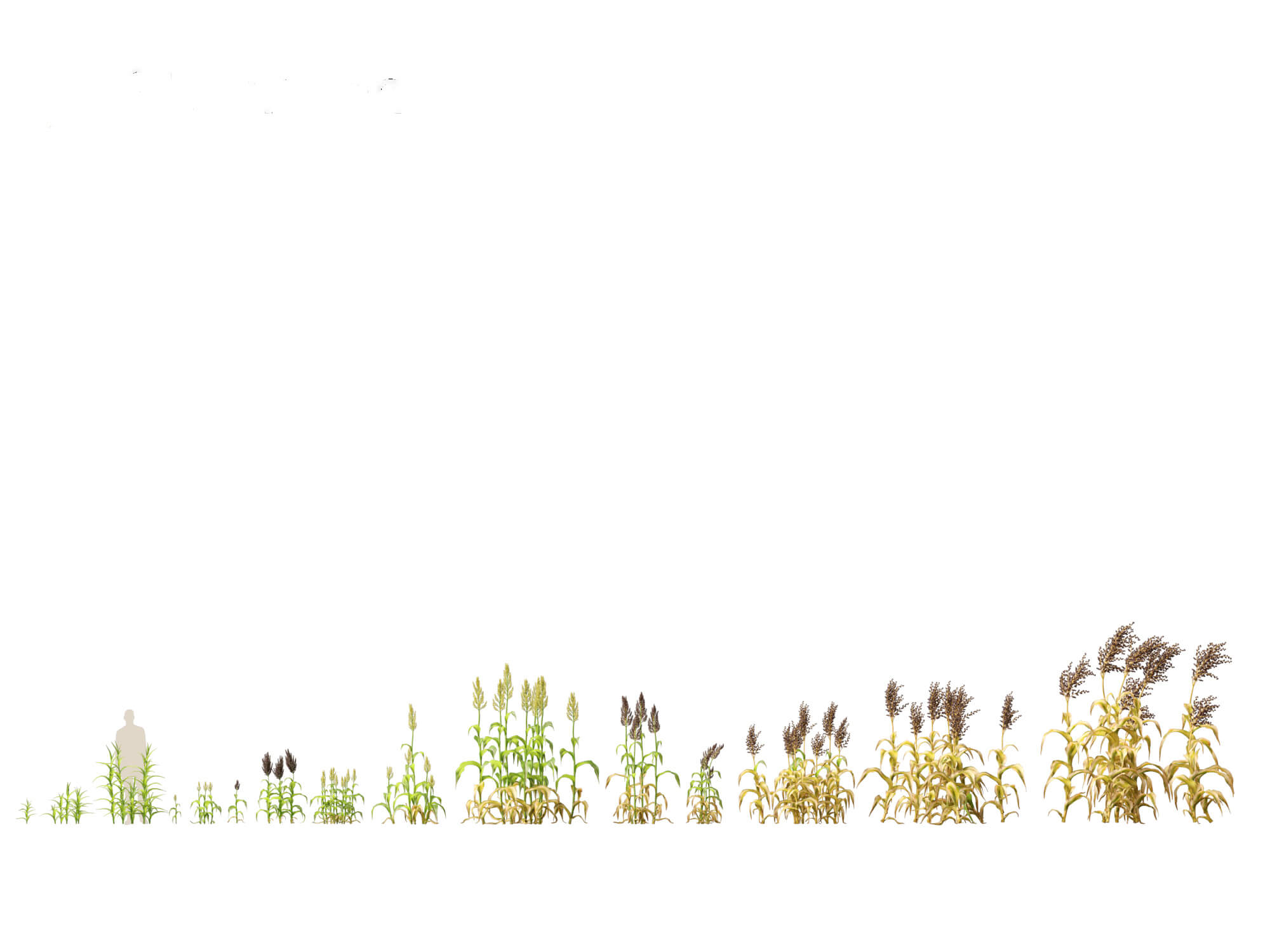 Sorghum Bicolor -Great Millet 3D Model by 3dgardenplants