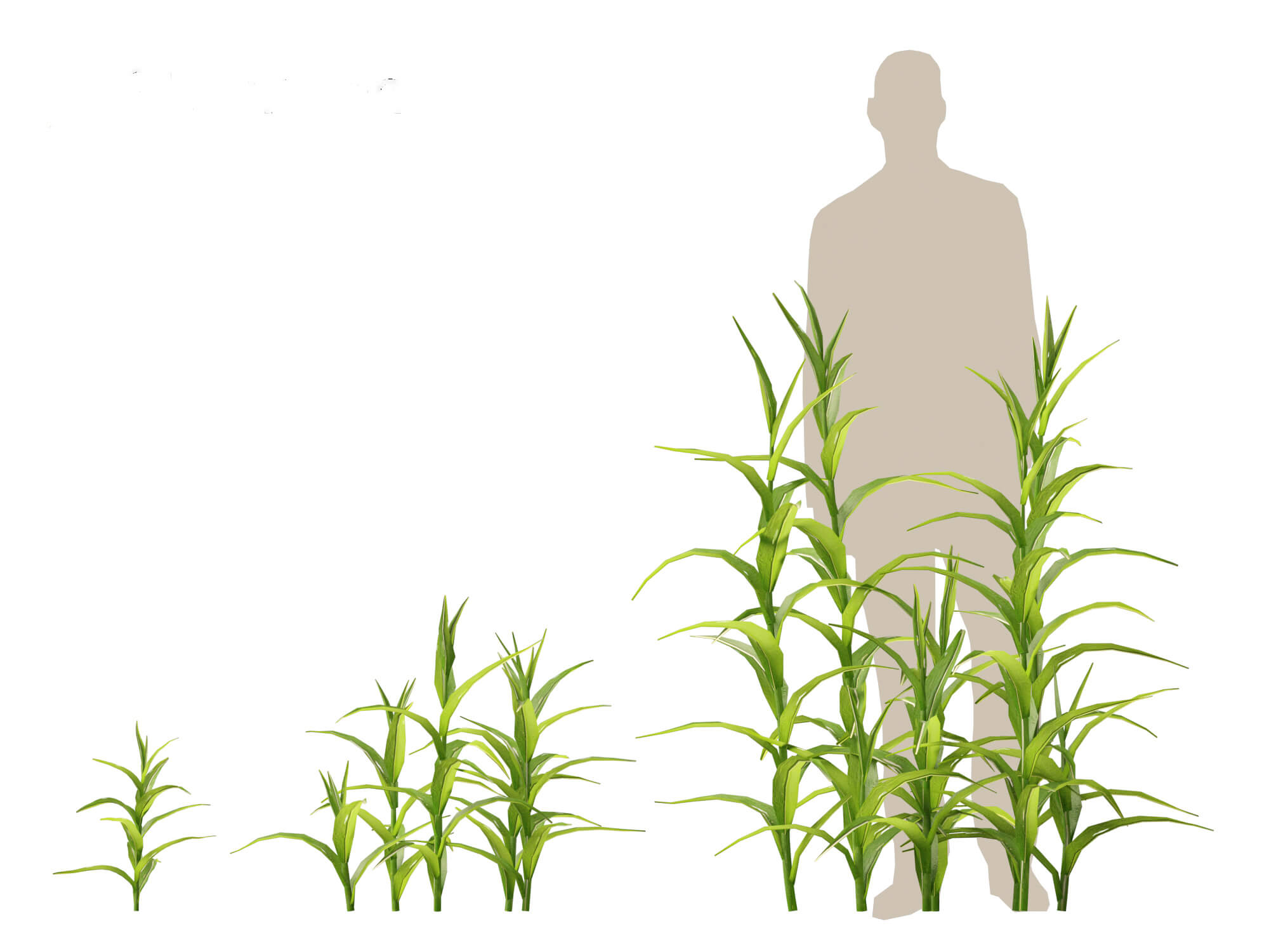 Sorghum Bicolor -Great Millet 3D Model by 3dgardenplants