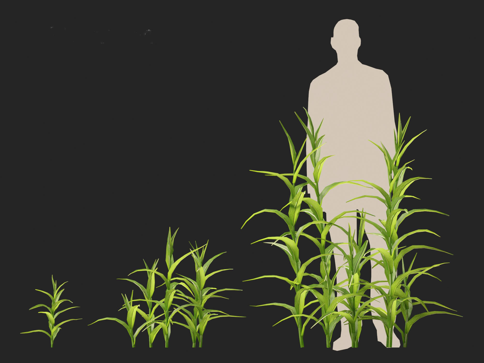 Sorghum Bicolor -Great Millet 3D Model by 3dgardenplants