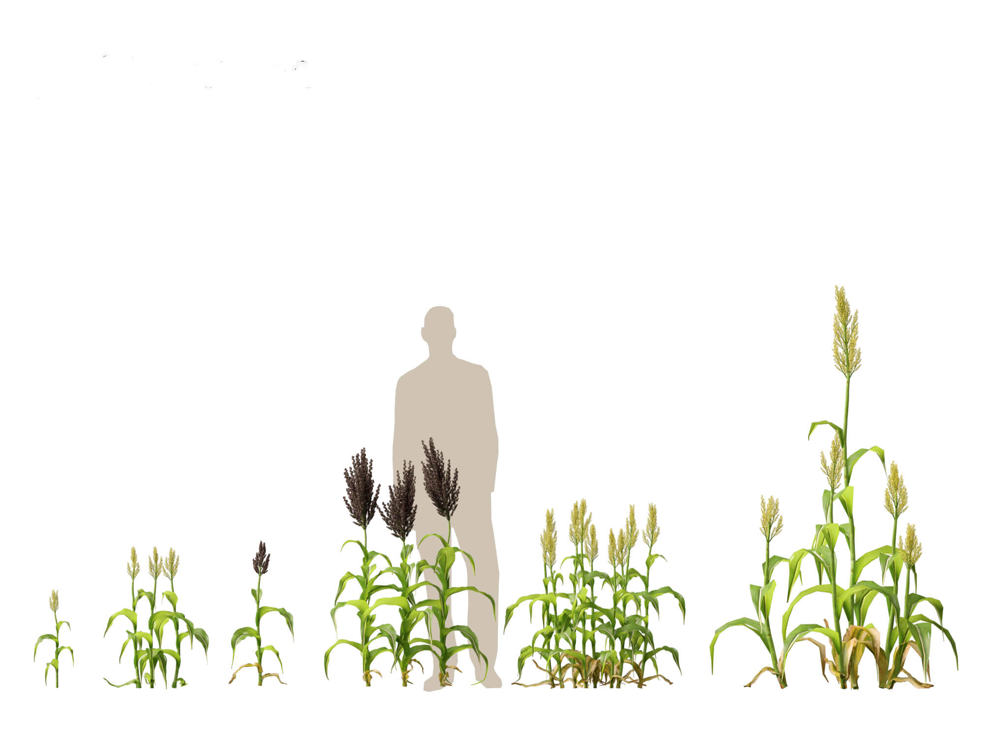 Sorghum Bicolor -Great Millet 3D Model by 3dgardenplants