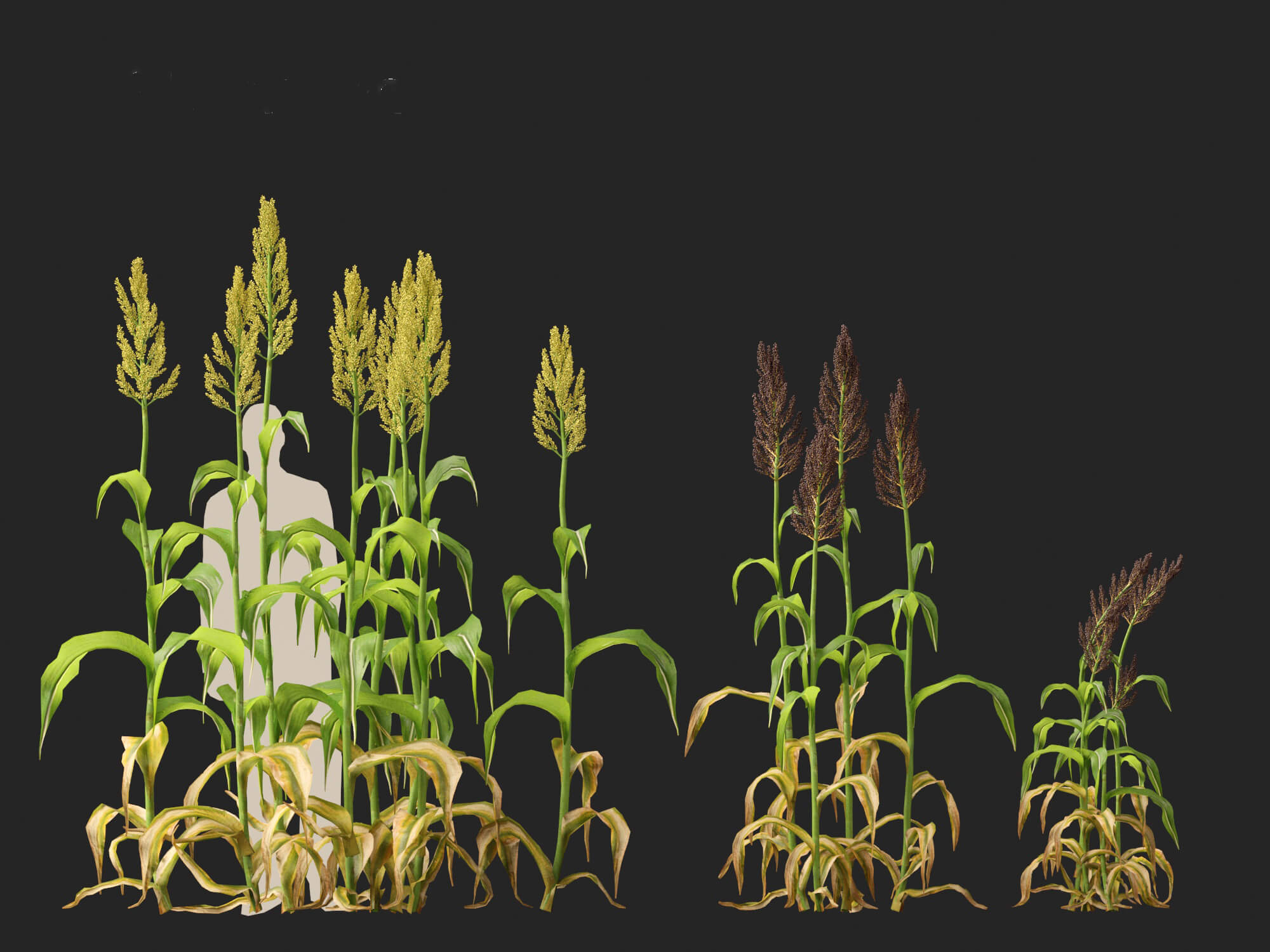 Sorghum Bicolor -Great Millet 3D Model by 3dgardenplants