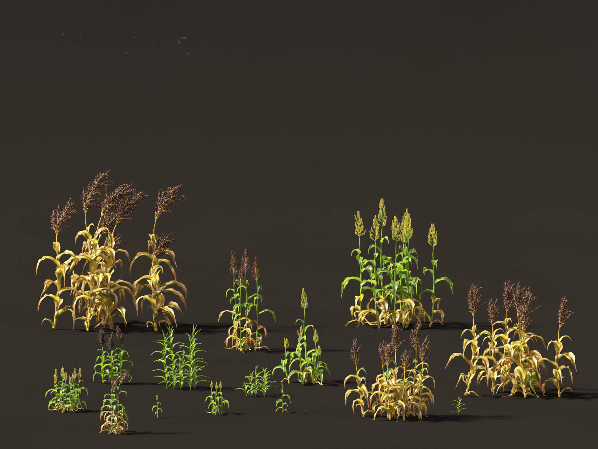 Sorghum Bicolor -Great Millet 3D Model by 3dgardenplants