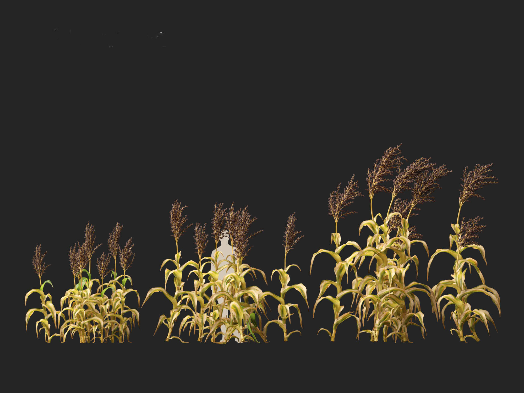 Sorghum Bicolor -Great Millet 3D Model by 3dgardenplants
