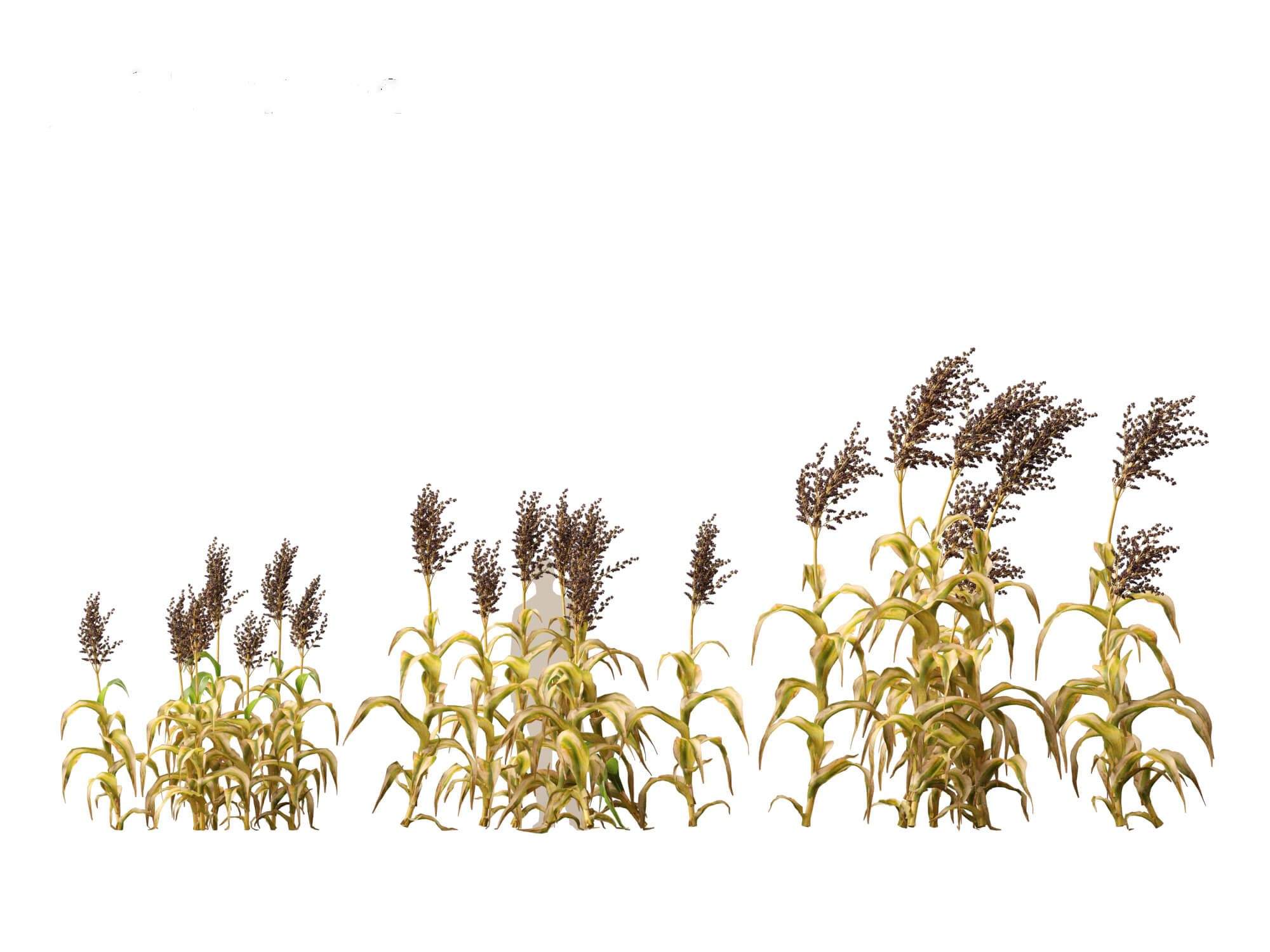 Sorghum Bicolor -Great Millet 3D Model by 3dgardenplants