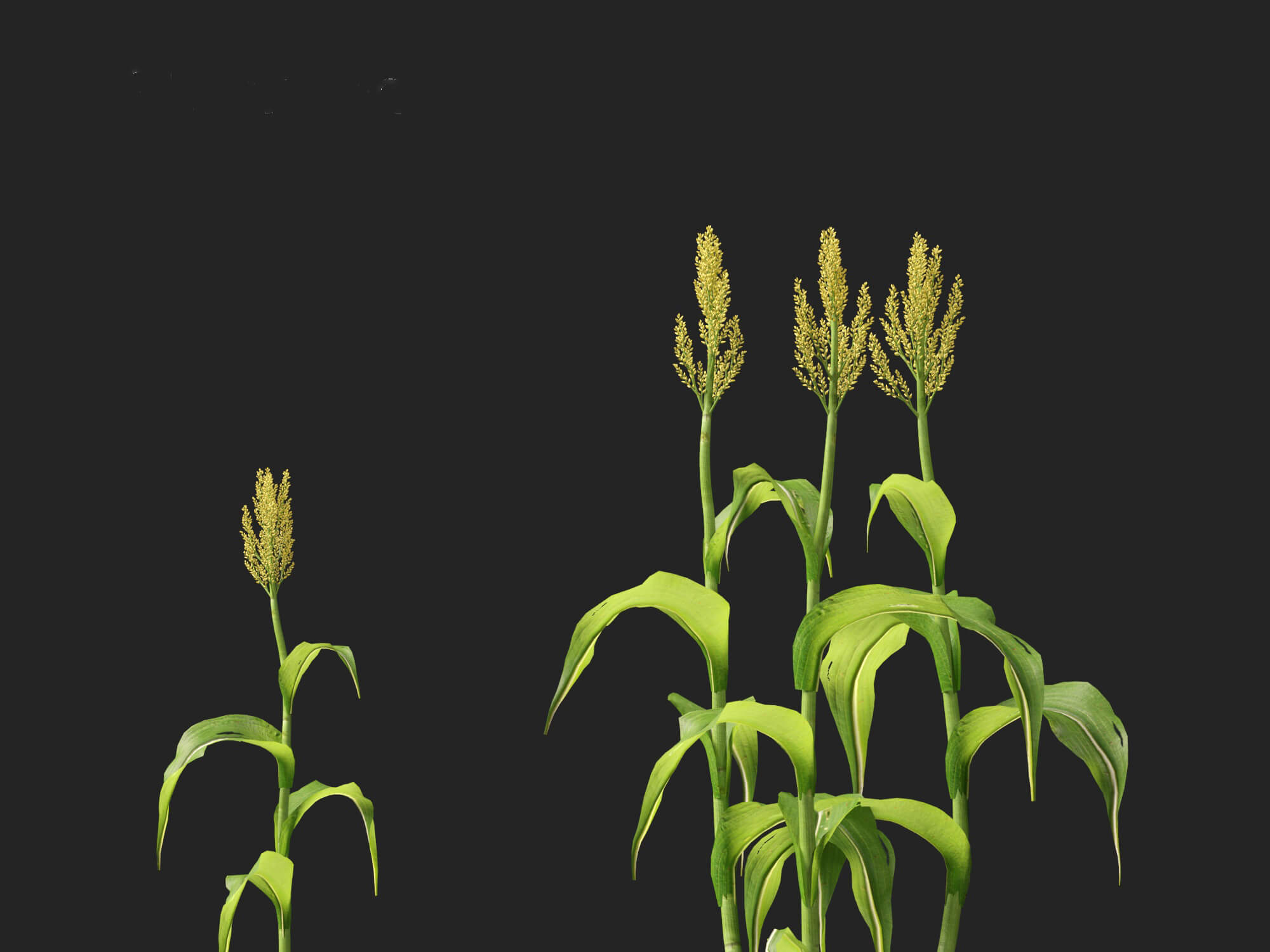 Sorghum Bicolor -Great Millet 3D Model by 3dgardenplants