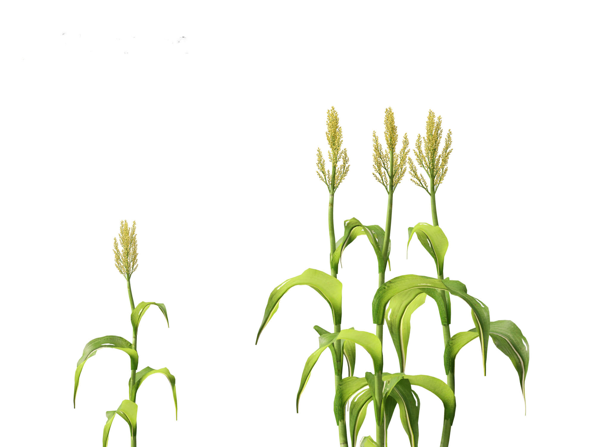 Sorghum Bicolor -Great Millet 3D Model by 3dgardenplants