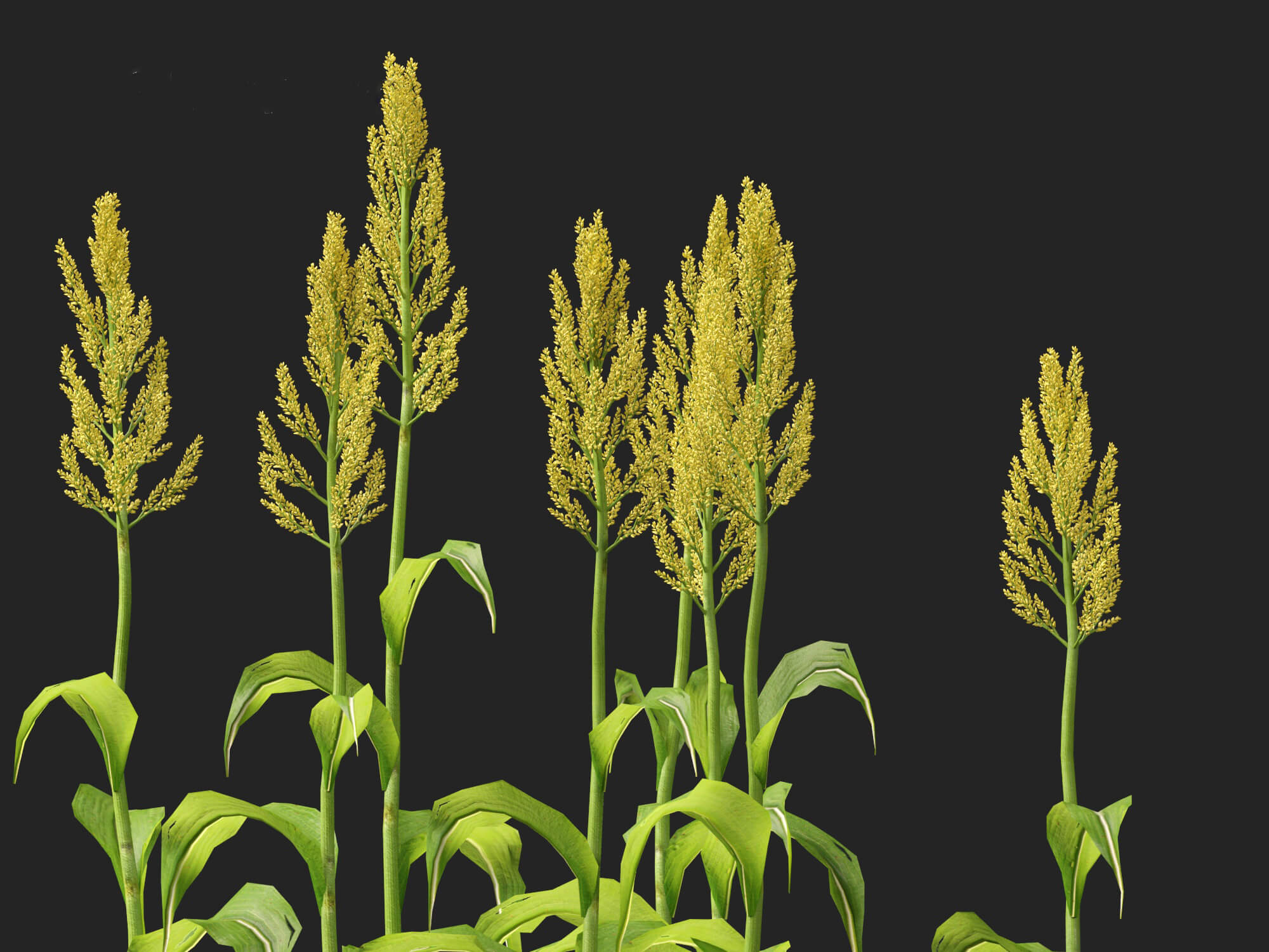 Sorghum Bicolor -Great Millet 3D Model by 3dgardenplants