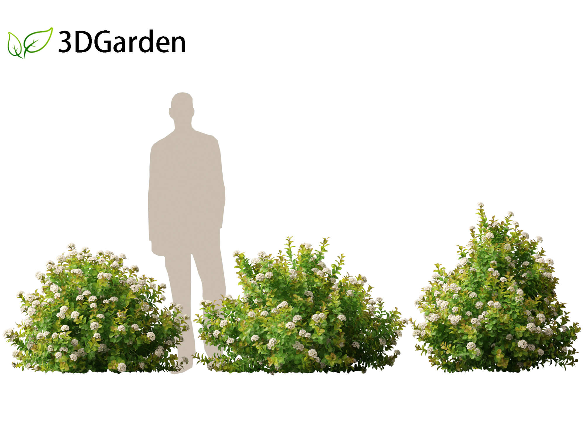 Spiraea Betulifolia Tor Gold - Birchleaf Spirea 3D Model by 3dgardenplants