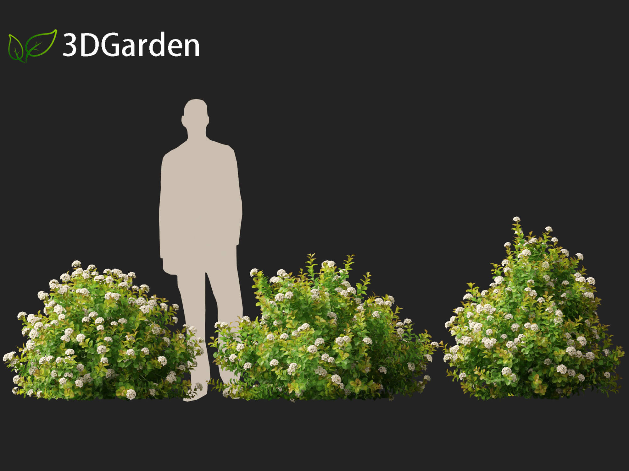 Spiraea Betulifolia Tor Gold - Birchleaf Spirea 3D Model by 3dgardenplants
