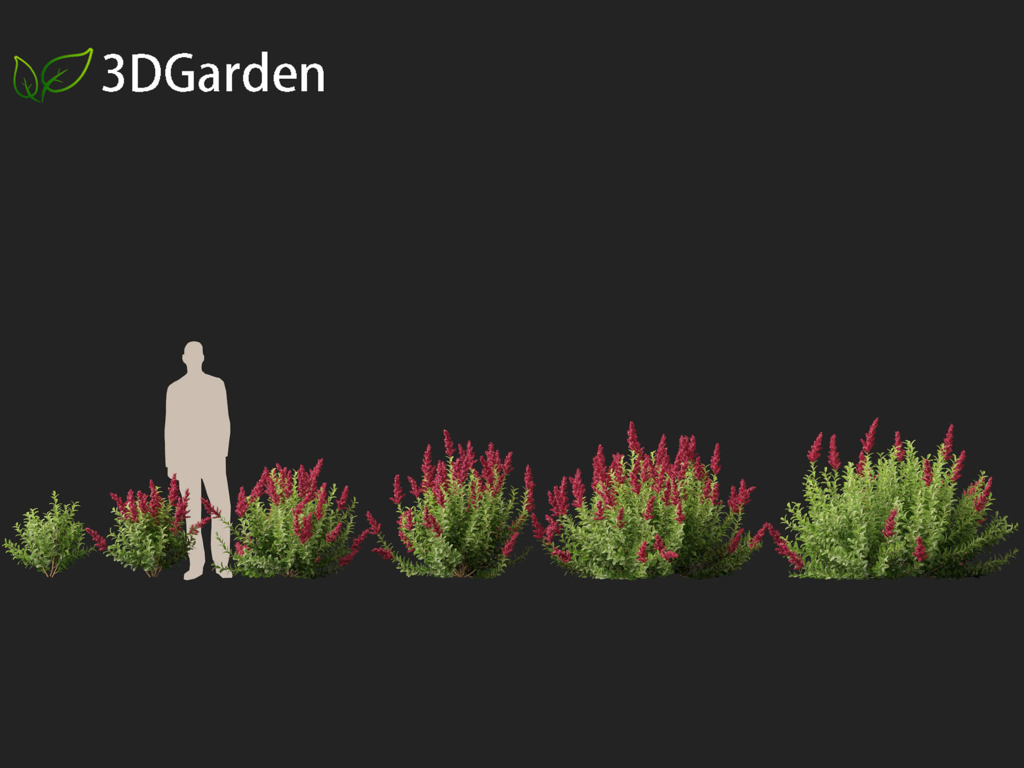Spiraea Douglasii – Western Spirea - 3D Model by 3dgardenplants