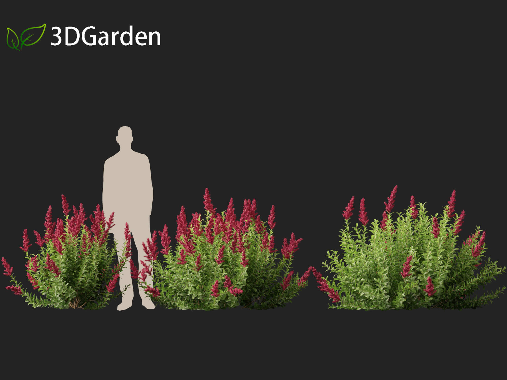 Spiraea Douglasii – Western Spirea - 3D Model by 3dgardenplants