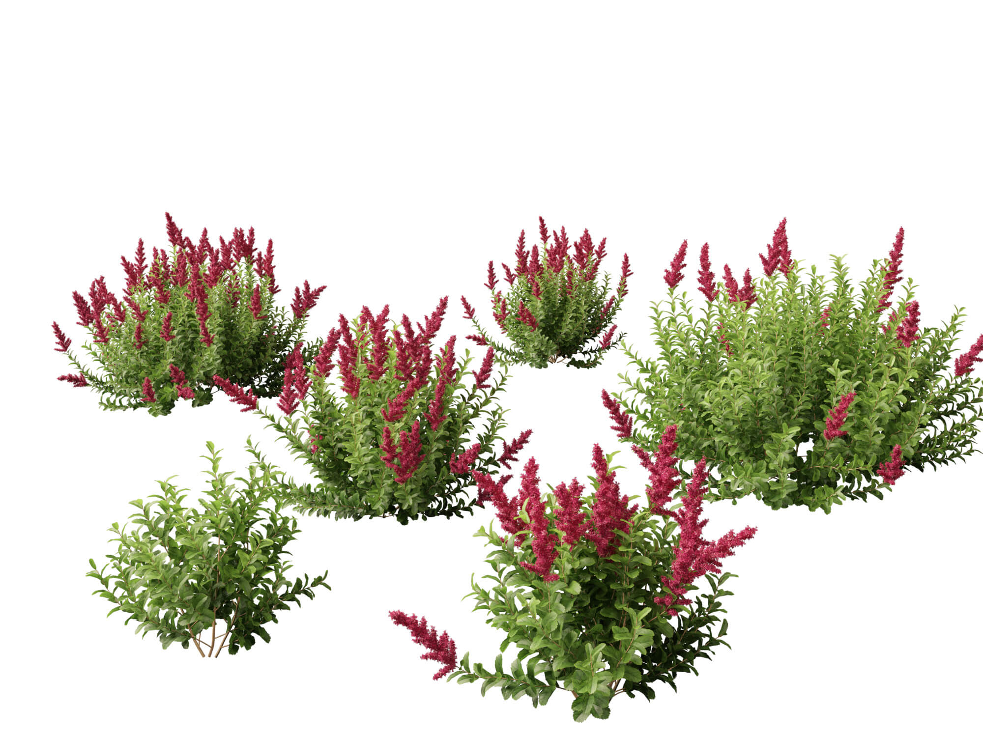 Spiraea Douglasii – Western Spirea - 3D Model by 3dgardenplants