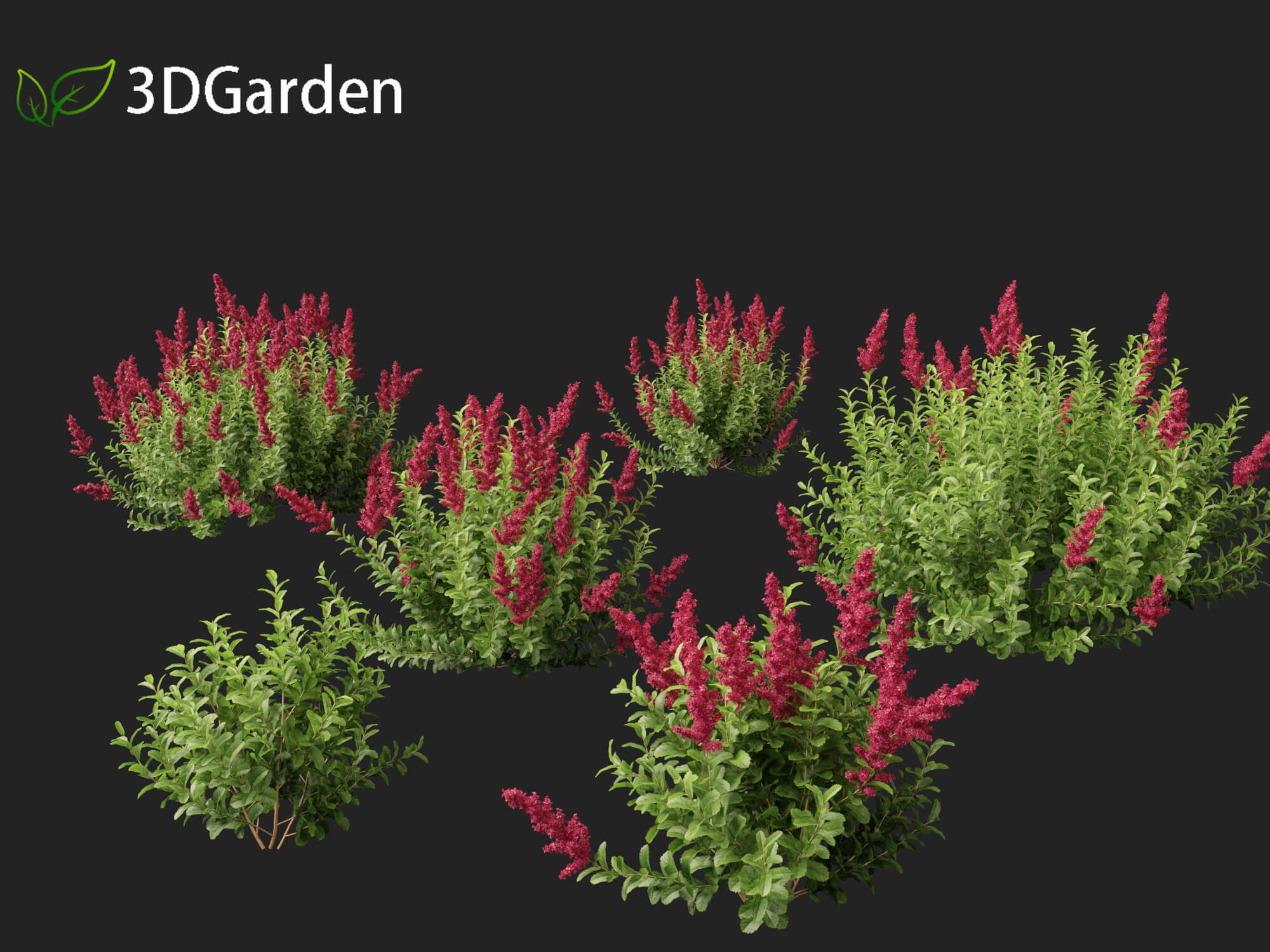 Spiraea Douglasii – Western Spirea - 3D Model by 3dgardenplants