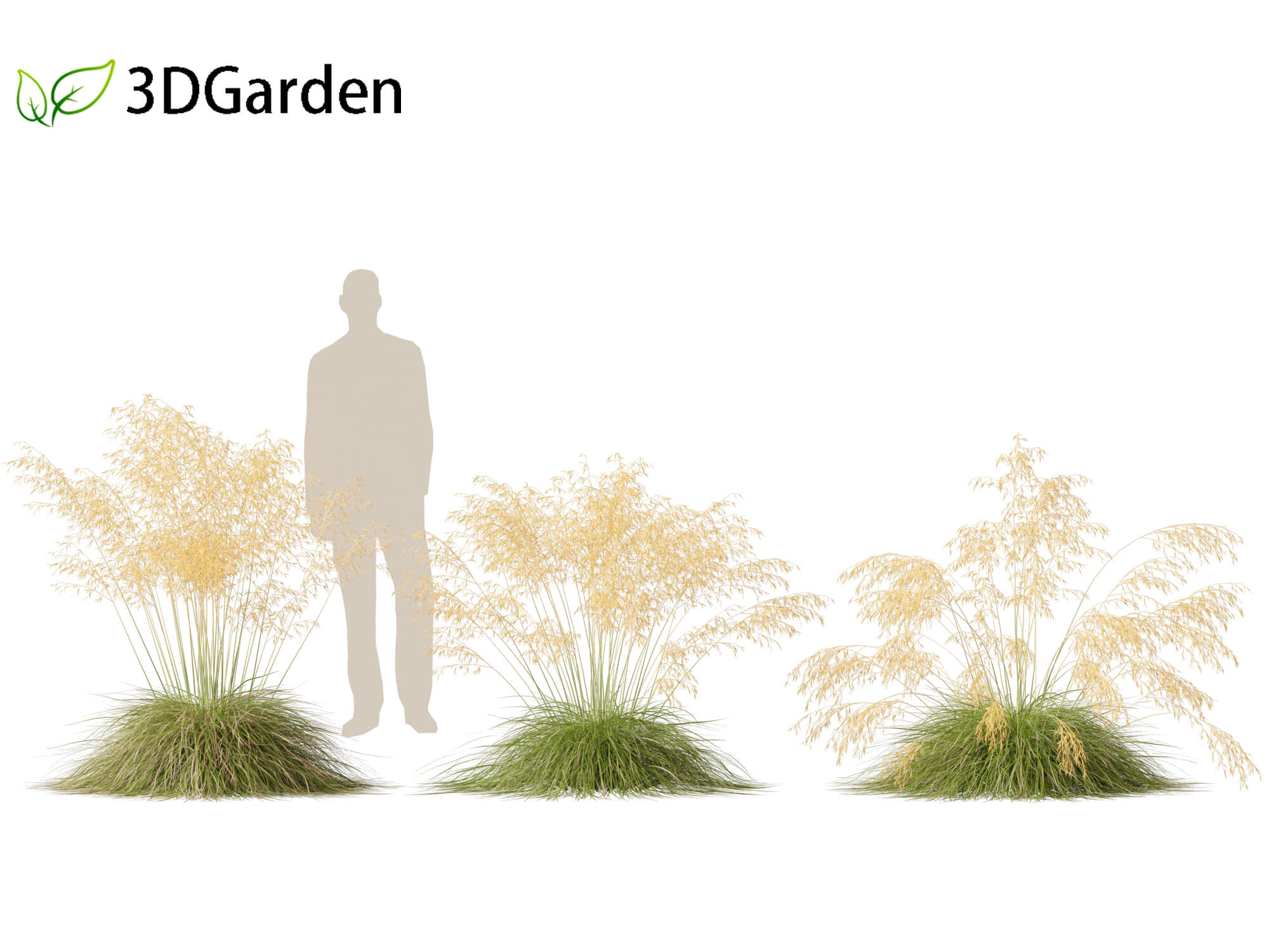 Stipa Gigantea - Giant Feather Grass 01 3D Model by 3dgardenplants