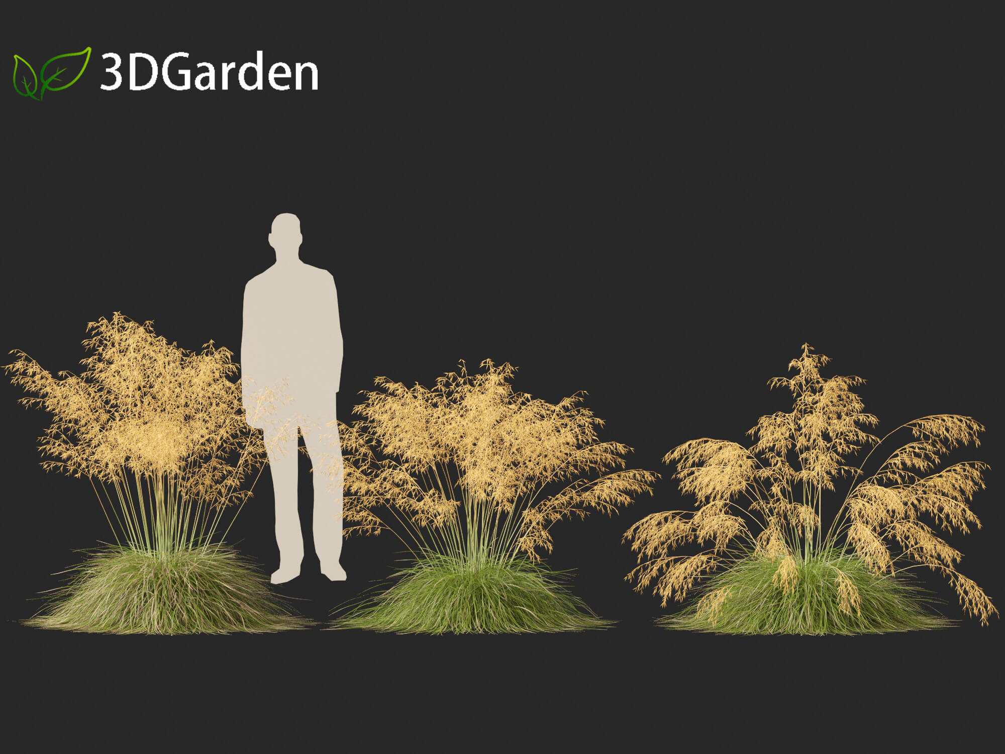 Stipa Gigantea - Giant Feather Grass 01 3D Model by 3dgardenplants