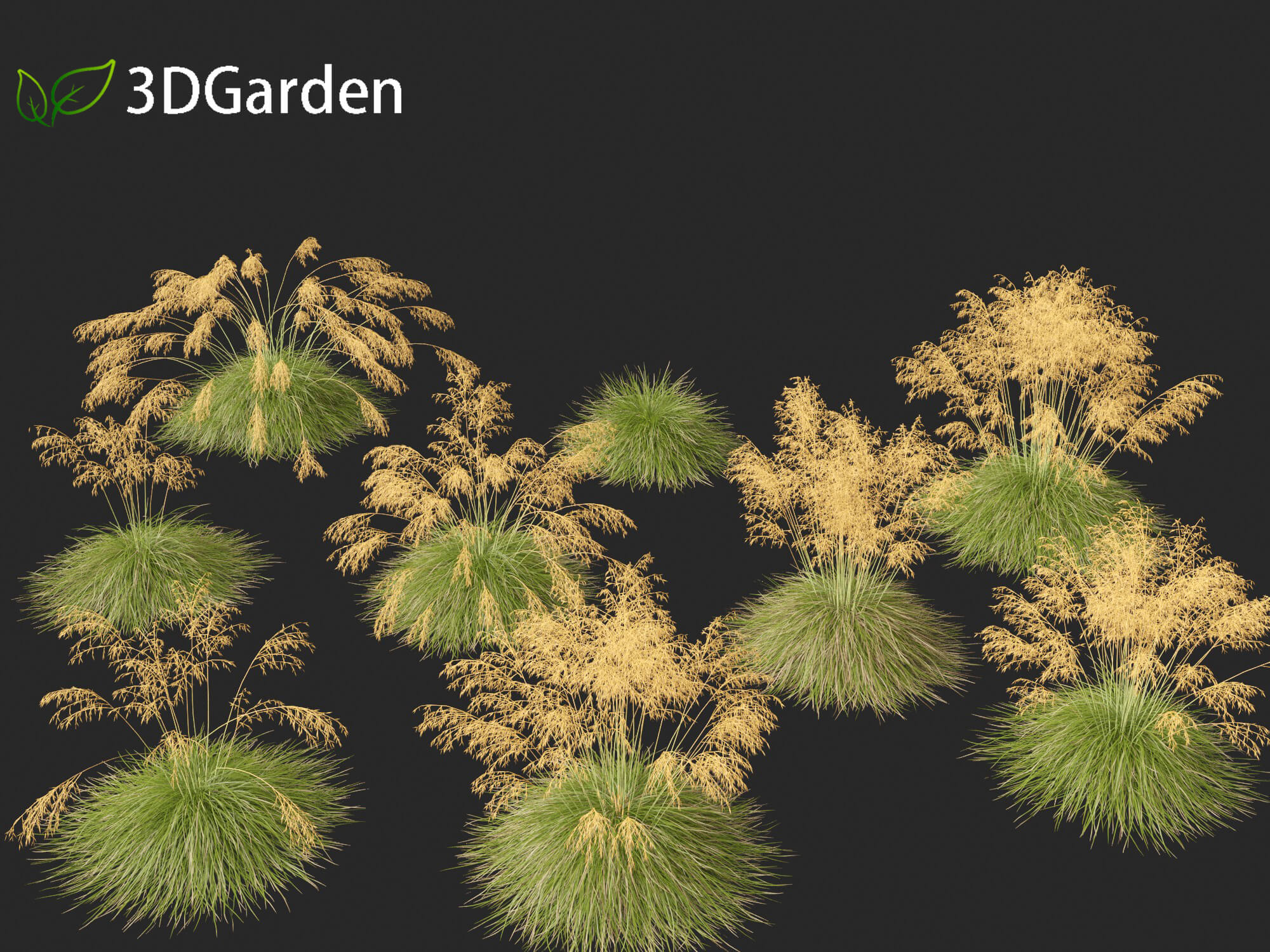 Stipa Gigantea - Giant Feather Grass 01 3D Model by 3dgardenplants