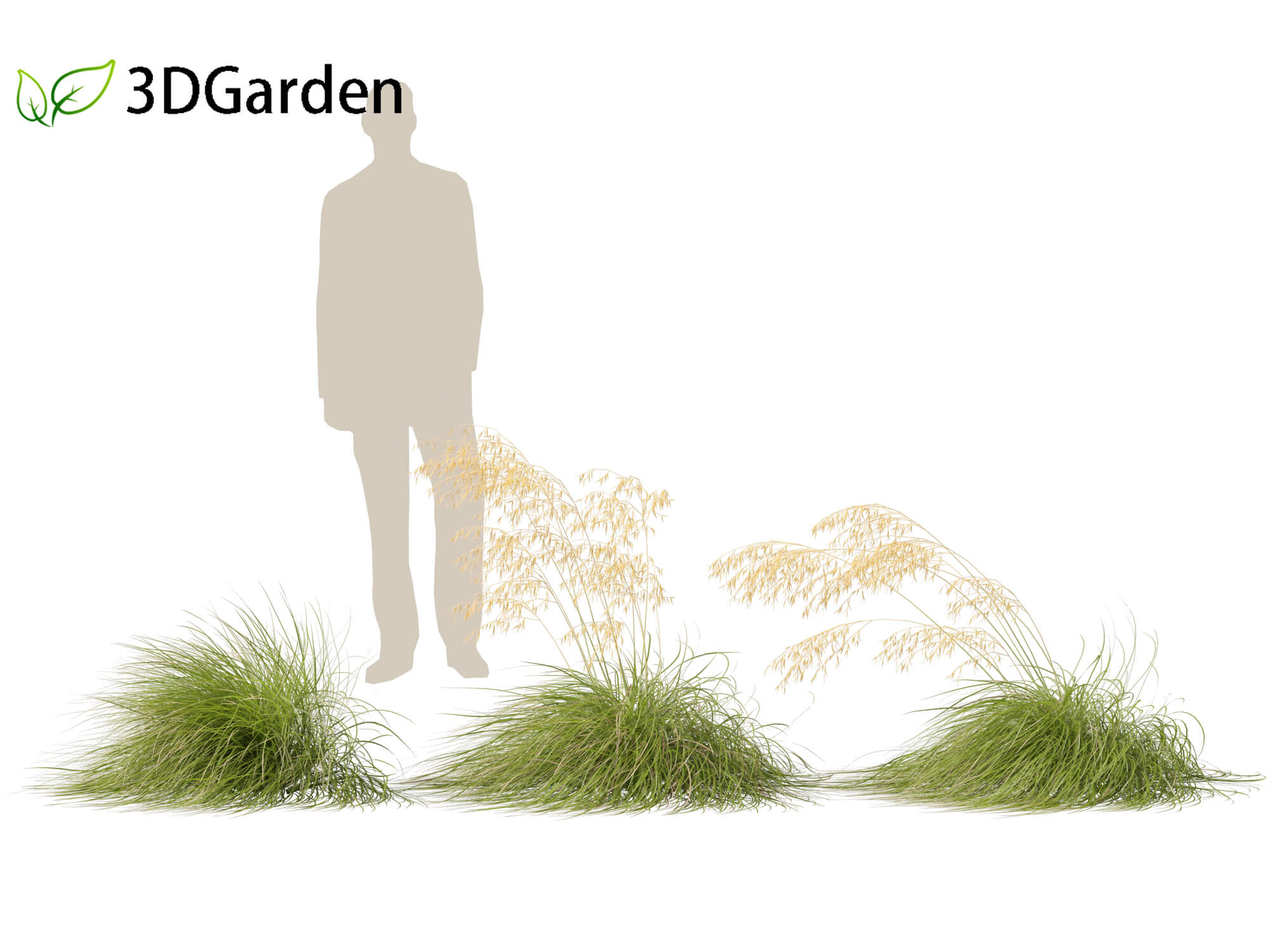 Stipa Gigantea - Giant Feather Grass 02 3D Model by 3dgardenplants