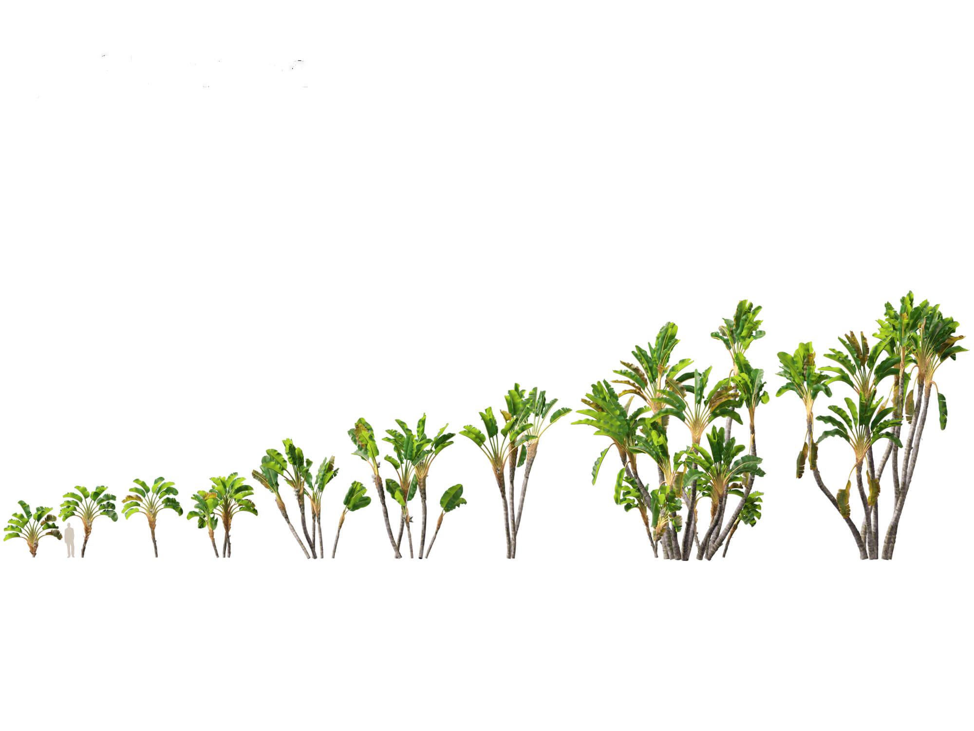 Strelitzia Nicolai - Natal Wild Banana Tree 02 3D Model by 3dgardenplants