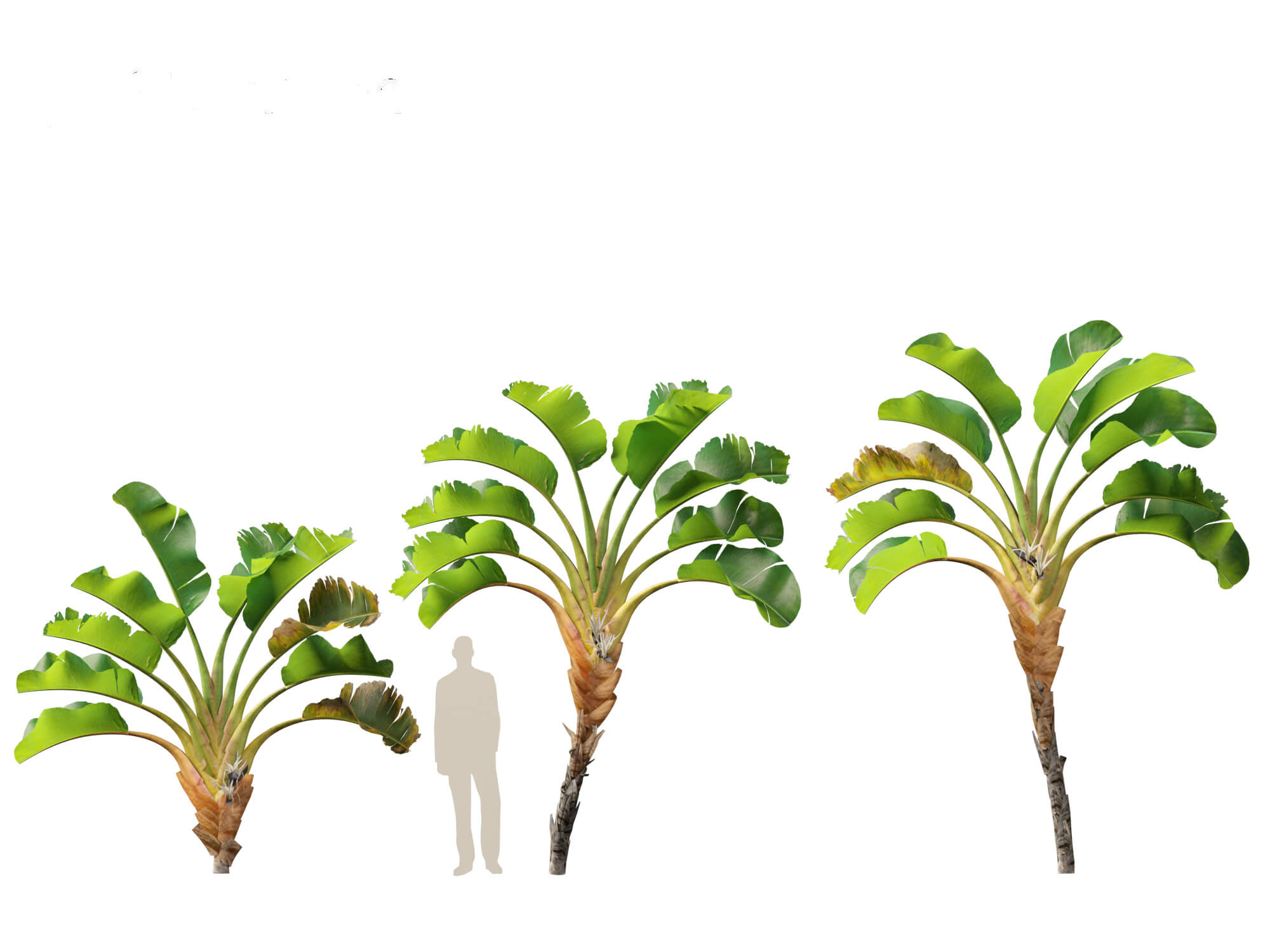 Strelitzia Nicolai - Natal Wild Banana Tree 02 3D Model by 3dgardenplants