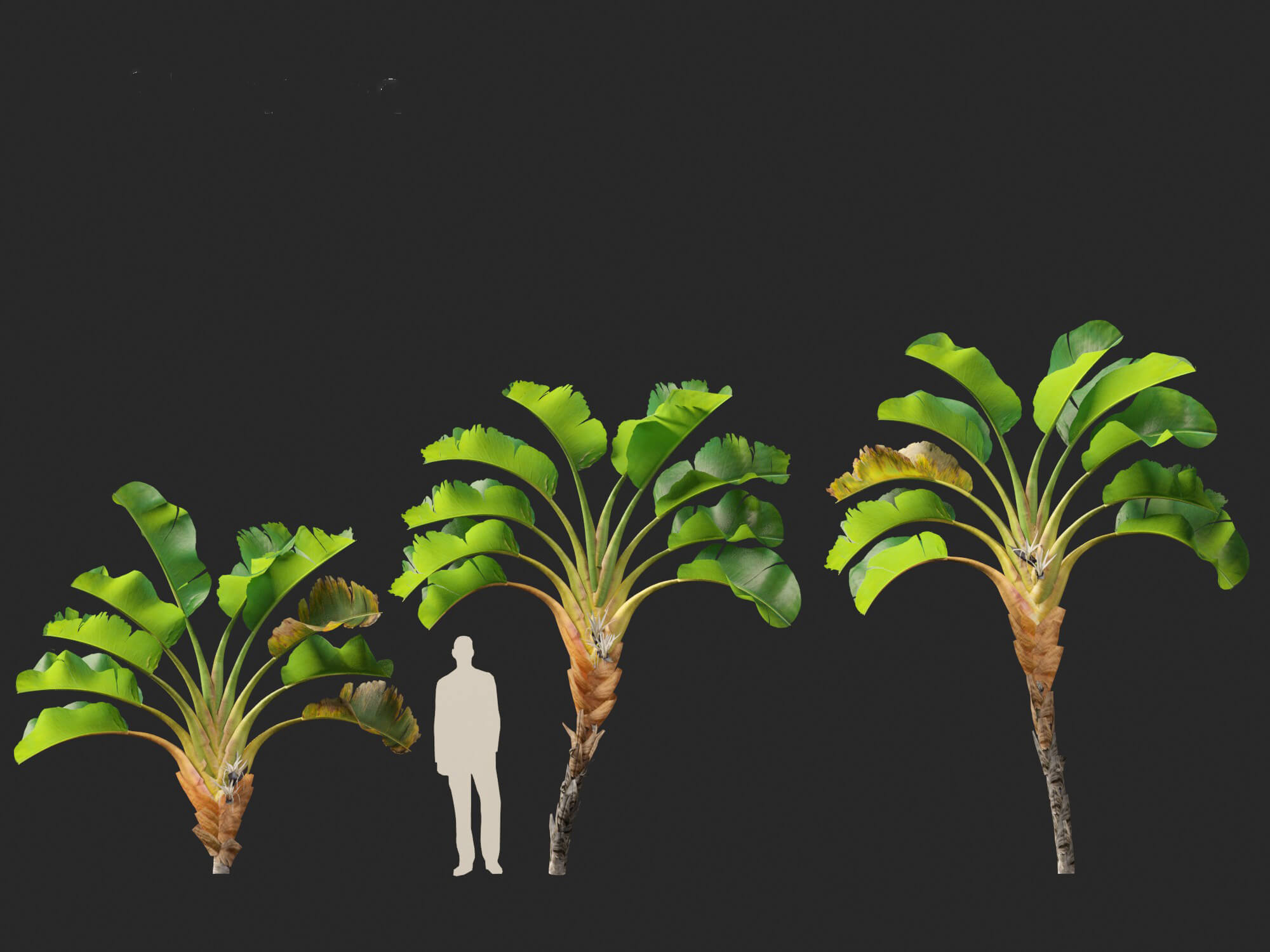 Strelitzia Nicolai - Natal Wild Banana Tree 02 3D Model by 3dgardenplants