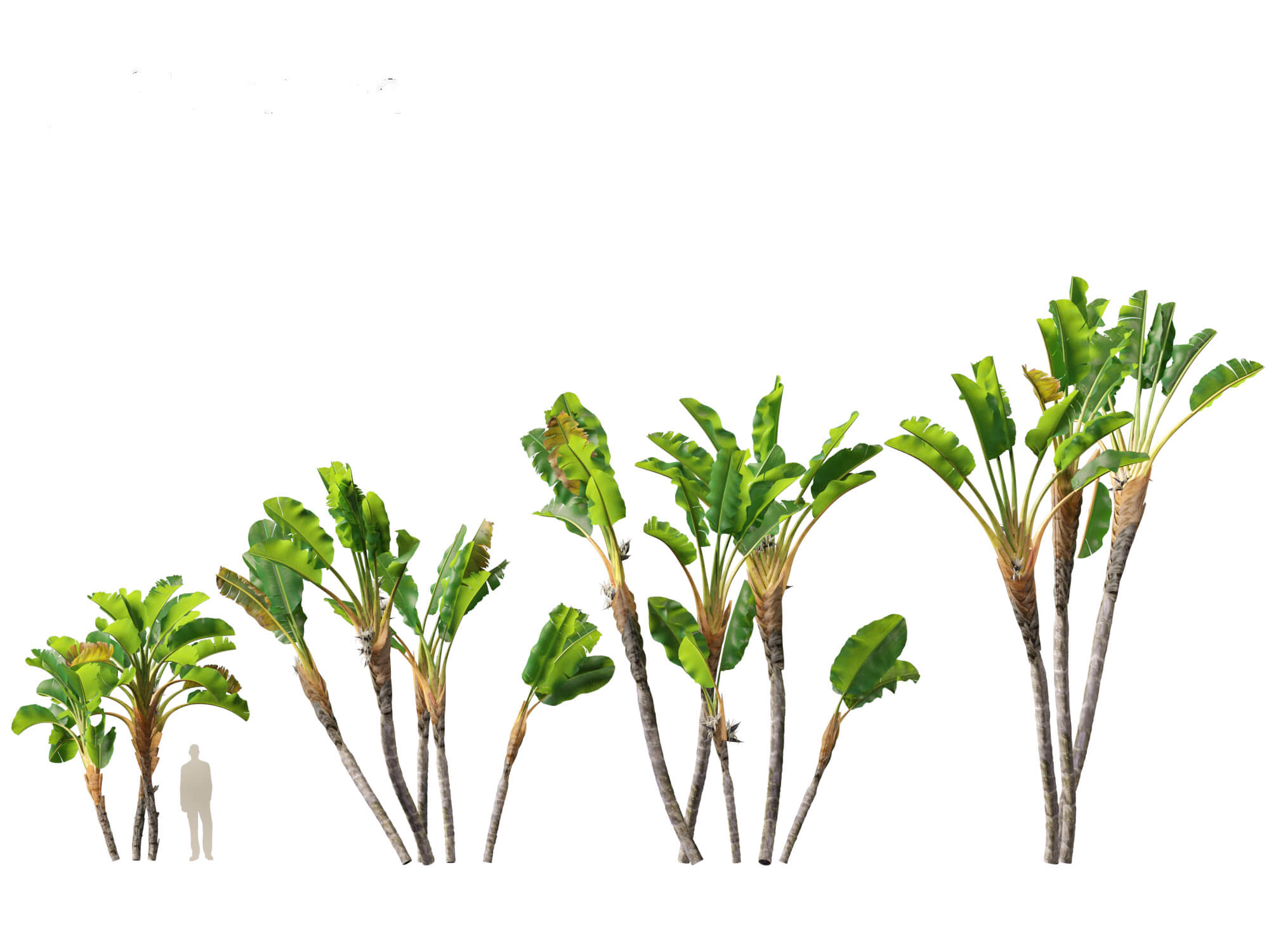Strelitzia Nicolai - Natal Wild Banana Tree 02 3D Model by 3dgardenplants