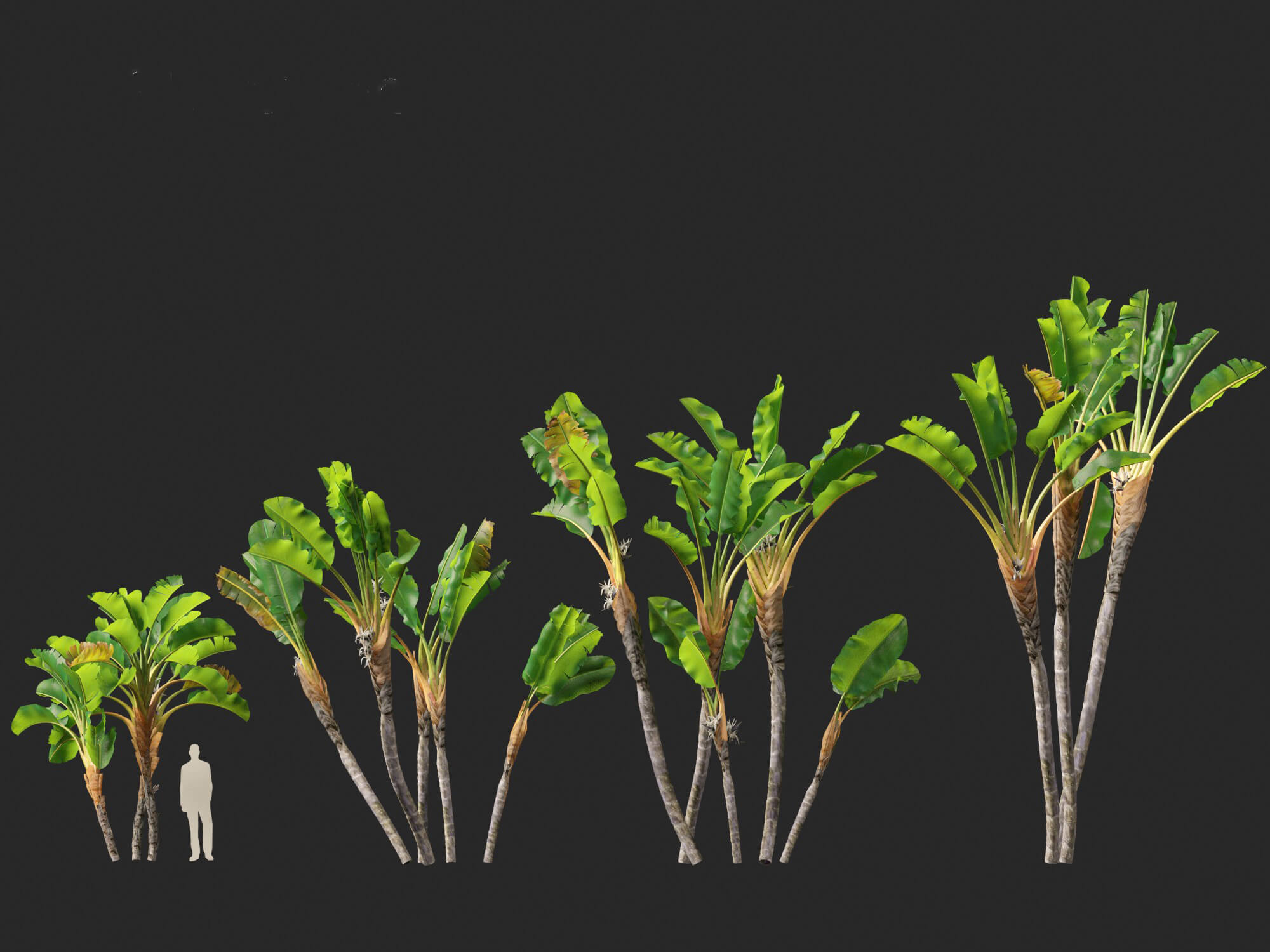Strelitzia Nicolai - Natal Wild Banana Tree 02 3D Model by 3dgardenplants