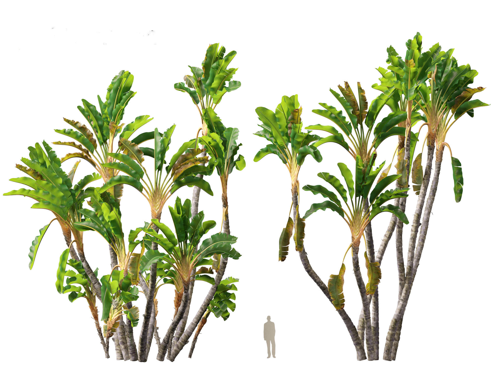 Strelitzia Nicolai - Natal Wild Banana Tree 02 3D Model by 3dgardenplants