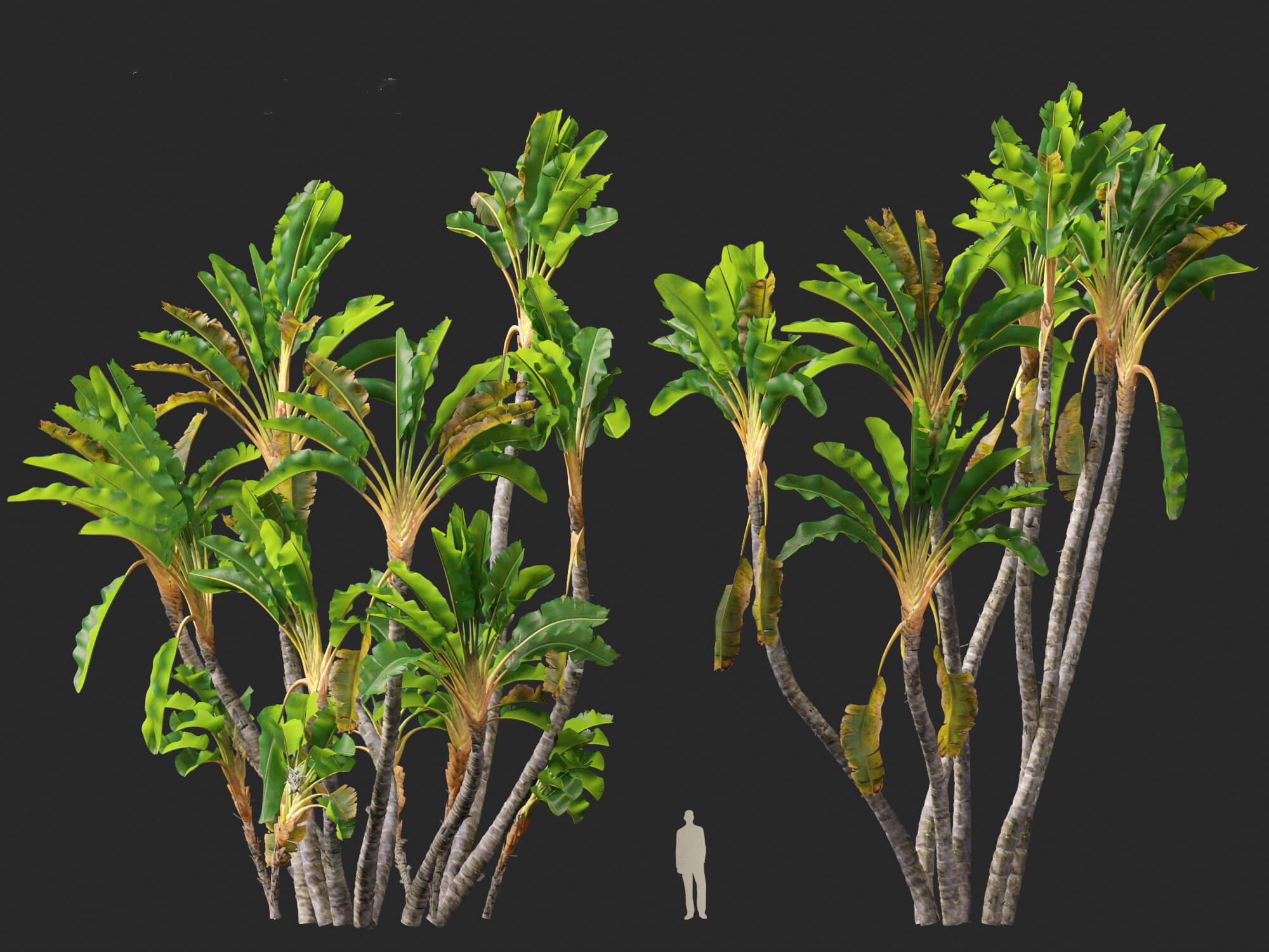 Strelitzia Nicolai - Natal Wild Banana Tree 02 3D Model by 3dgardenplants