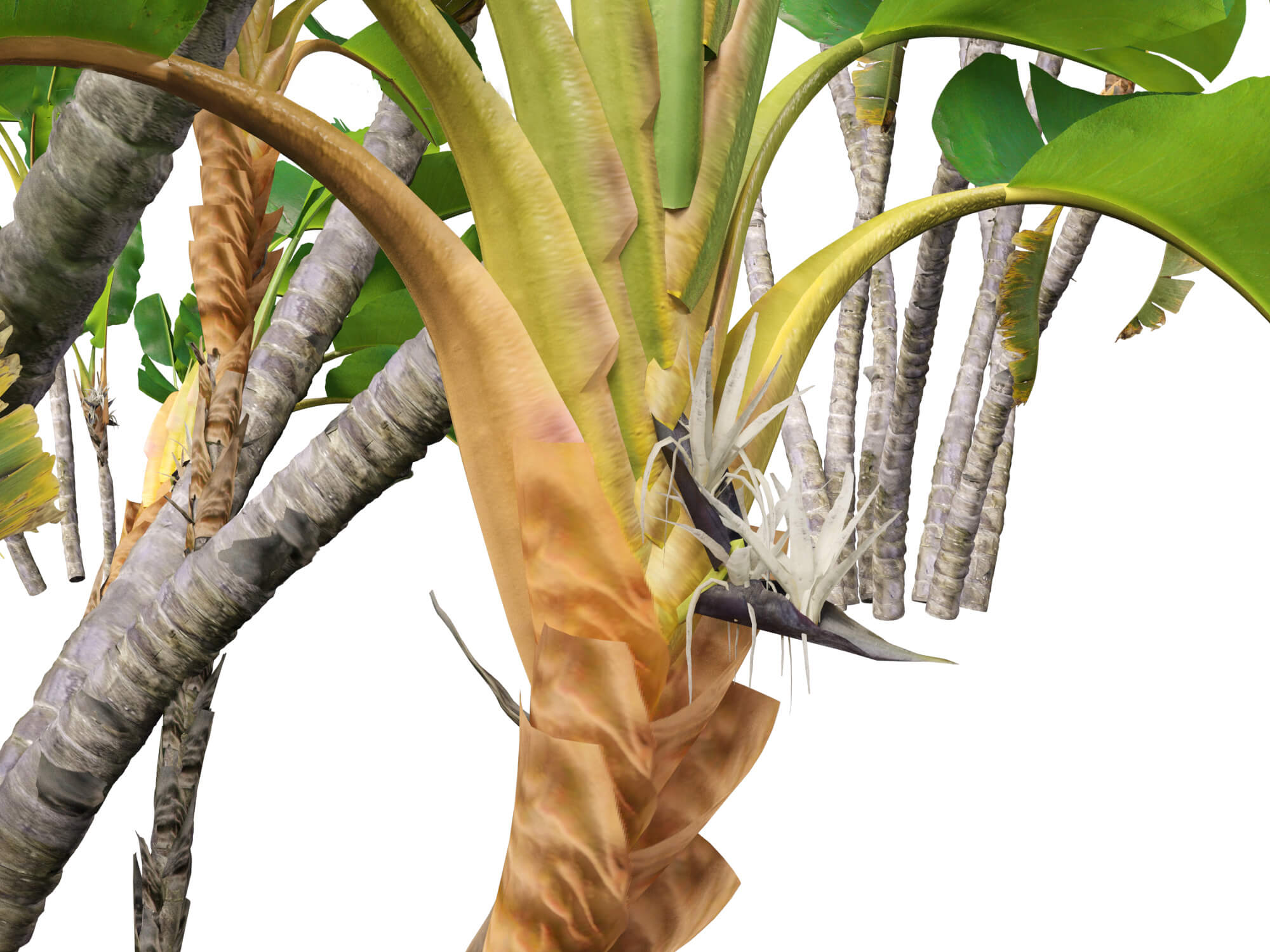 Strelitzia Nicolai - Natal Wild Banana Tree 02 3D Model by 3dgardenplants