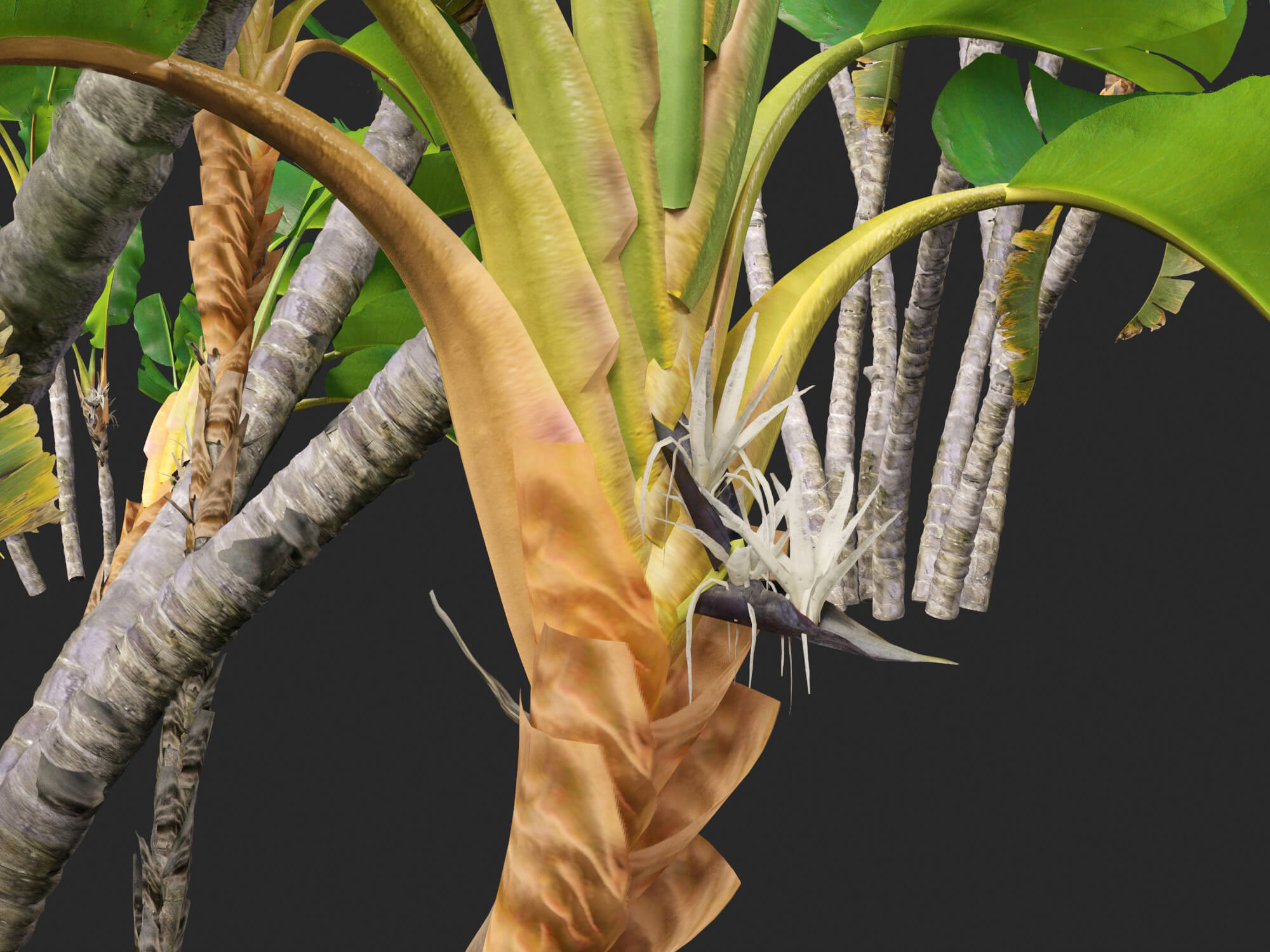 Strelitzia Nicolai - Natal Wild Banana Tree 02 3D Model by 3dgardenplants