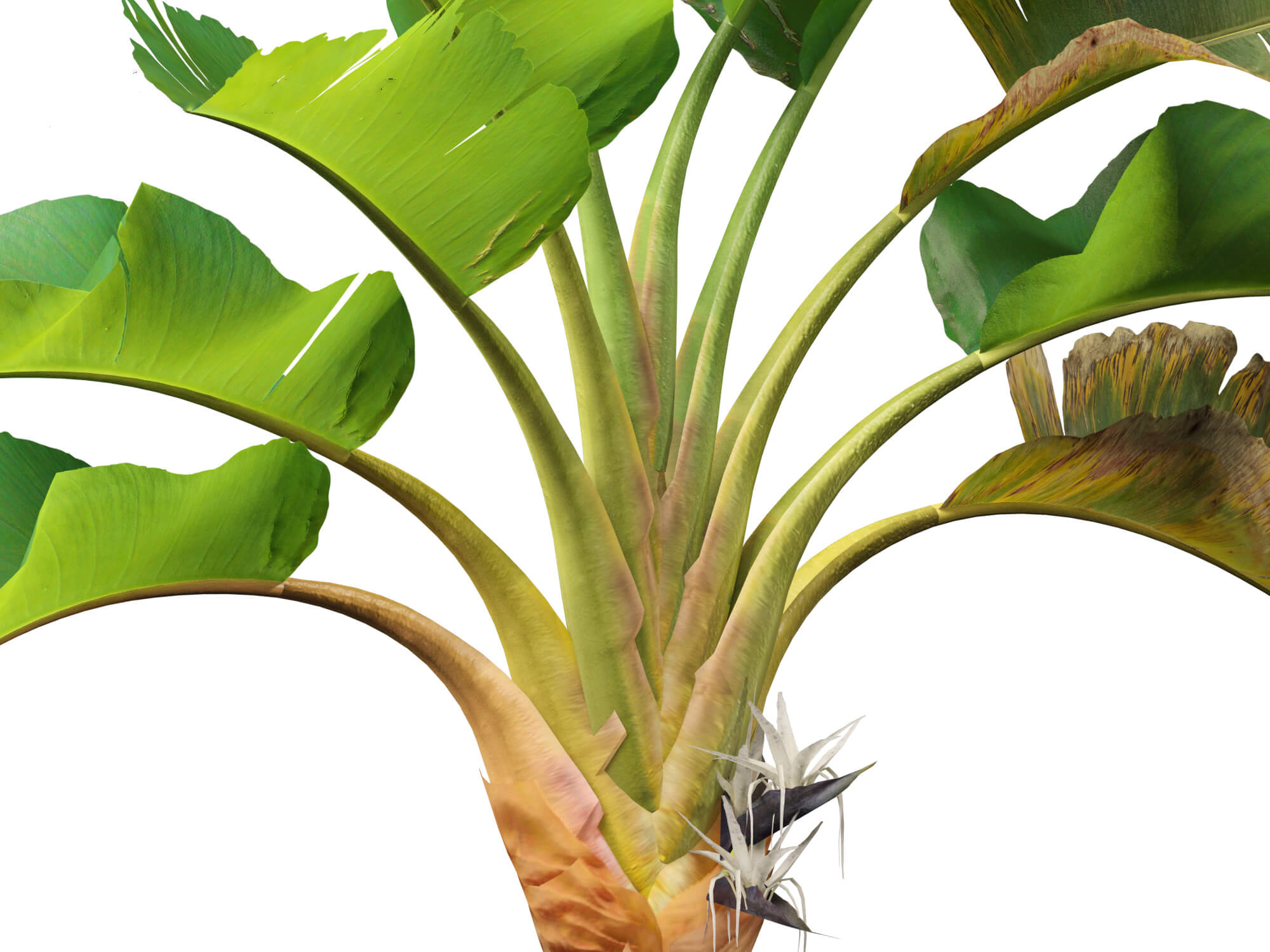 Strelitzia Nicolai - Natal Wild Banana Tree 02 3D Model by 3dgardenplants
