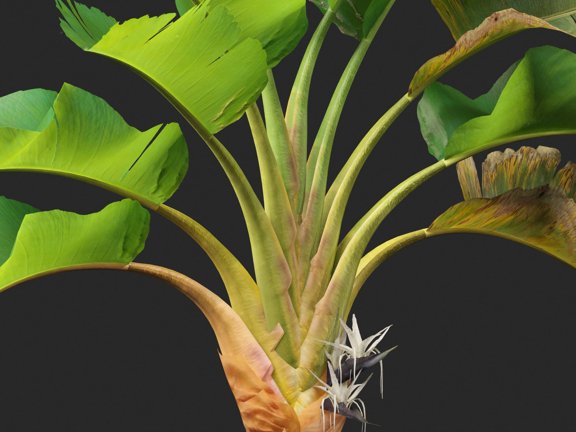 Strelitzia Nicolai - Natal Wild Banana Tree 02 3D Model by 3dgardenplants