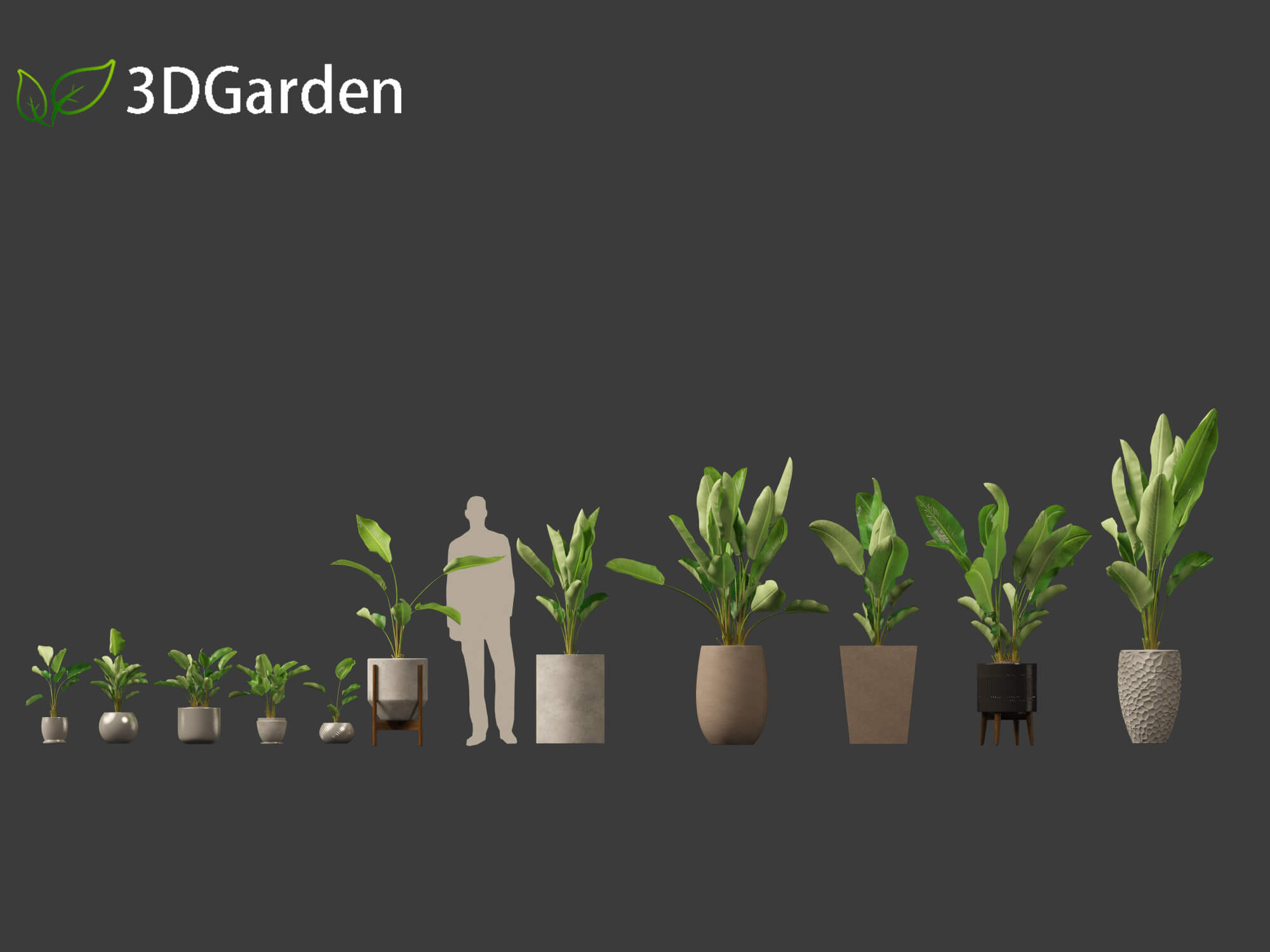 Strelitzia Nicolai - Natal Wild Banana Tree 3D Model by 3dgardenplants