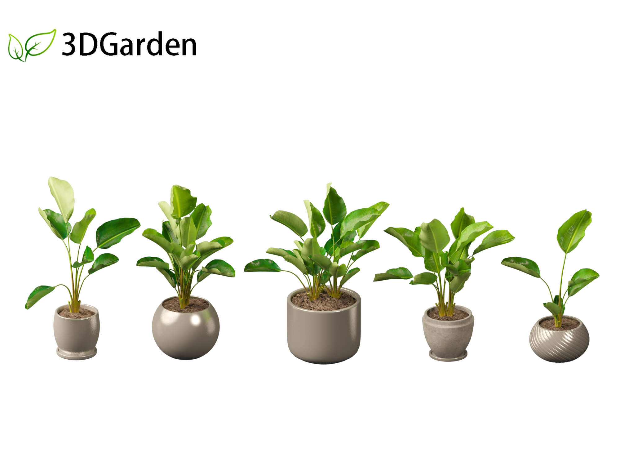 Strelitzia Nicolai - Natal Wild Banana Tree 3D Model by 3dgardenplants