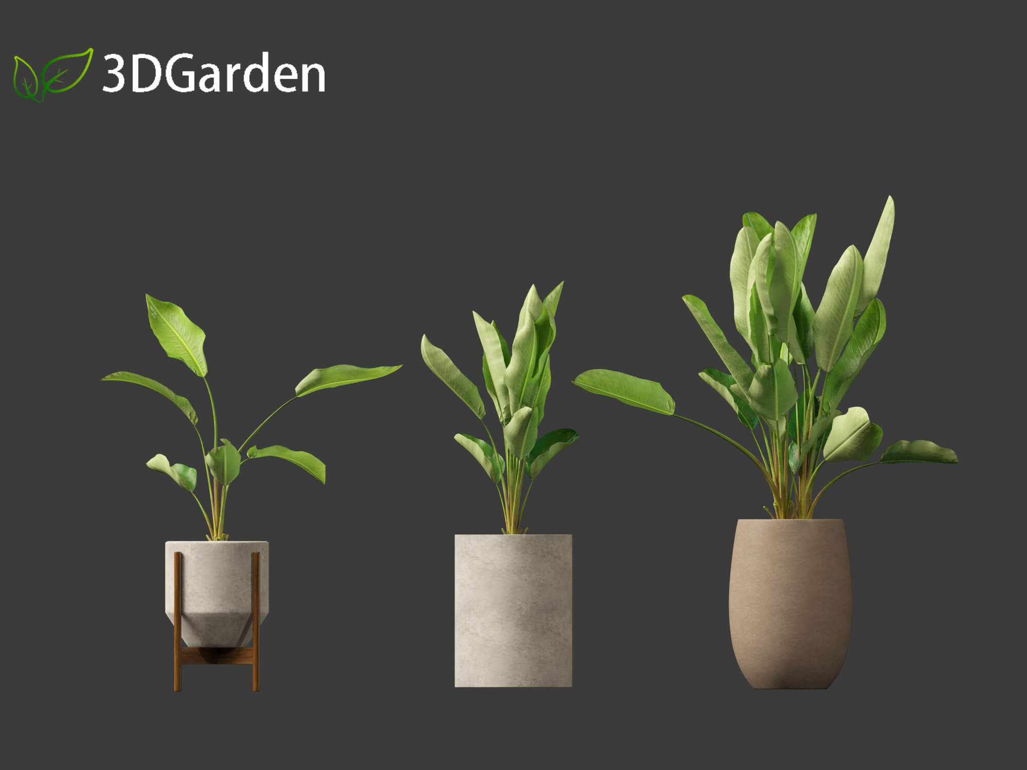 Strelitzia Nicolai - Natal Wild Banana Tree 3D Model by 3dgardenplants