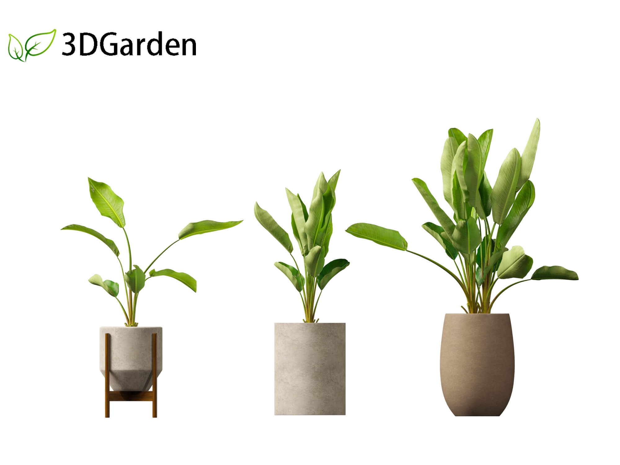 Strelitzia Nicolai - Natal Wild Banana Tree 3D Model by 3dgardenplants