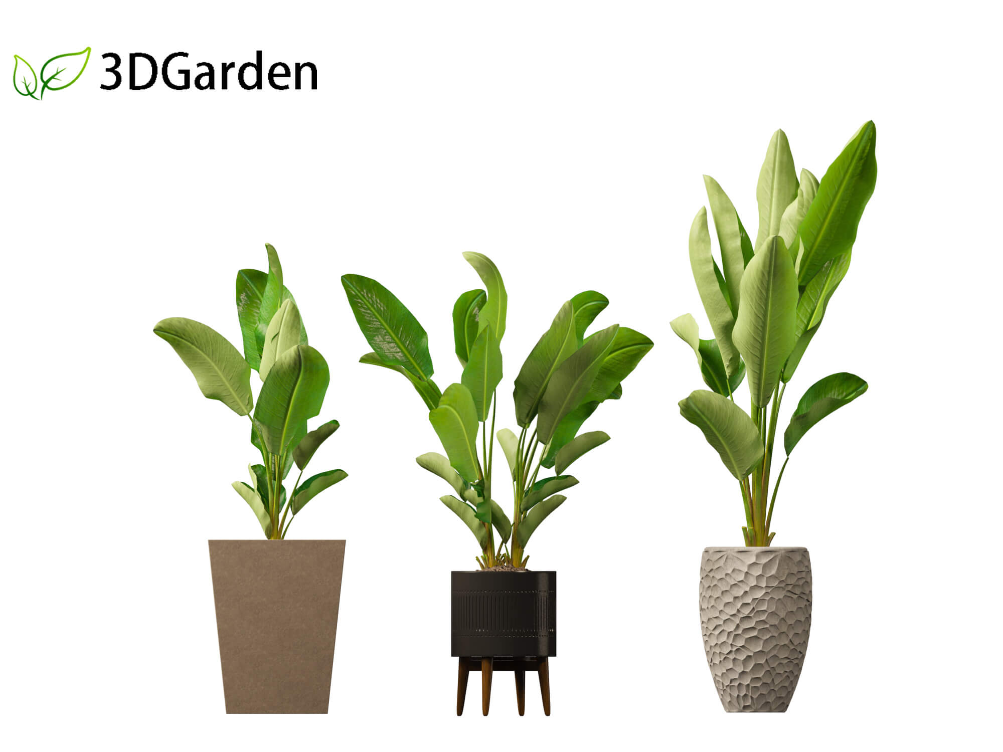 Strelitzia Nicolai - Natal Wild Banana Tree 3D Model by 3dgardenplants