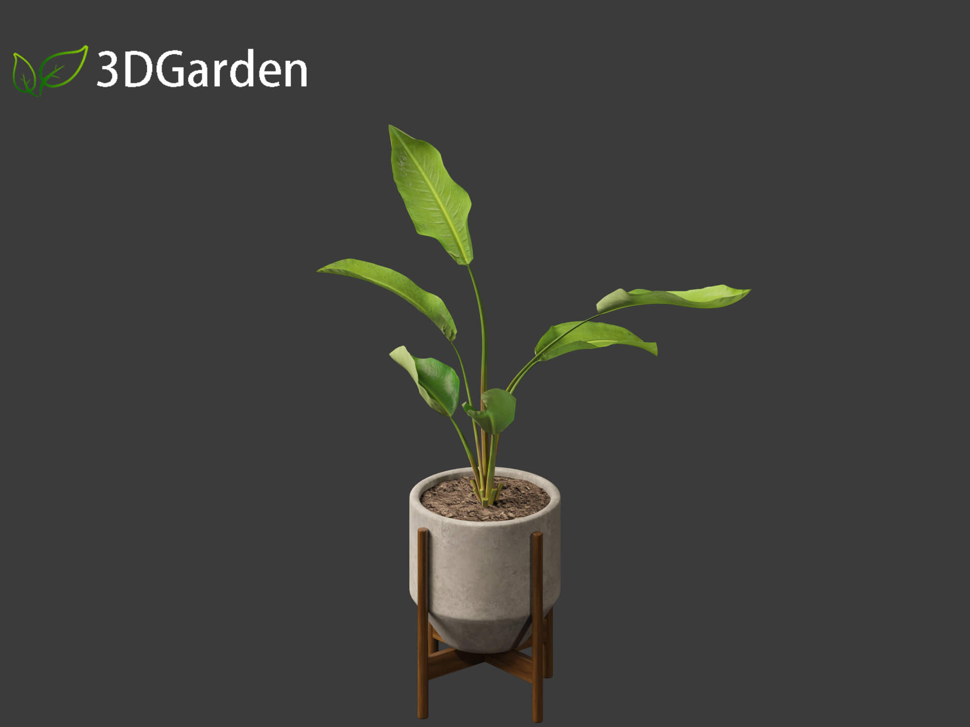 Strelitzia Nicolai - Natal Wild Banana Tree 3D Model by 3dgardenplants