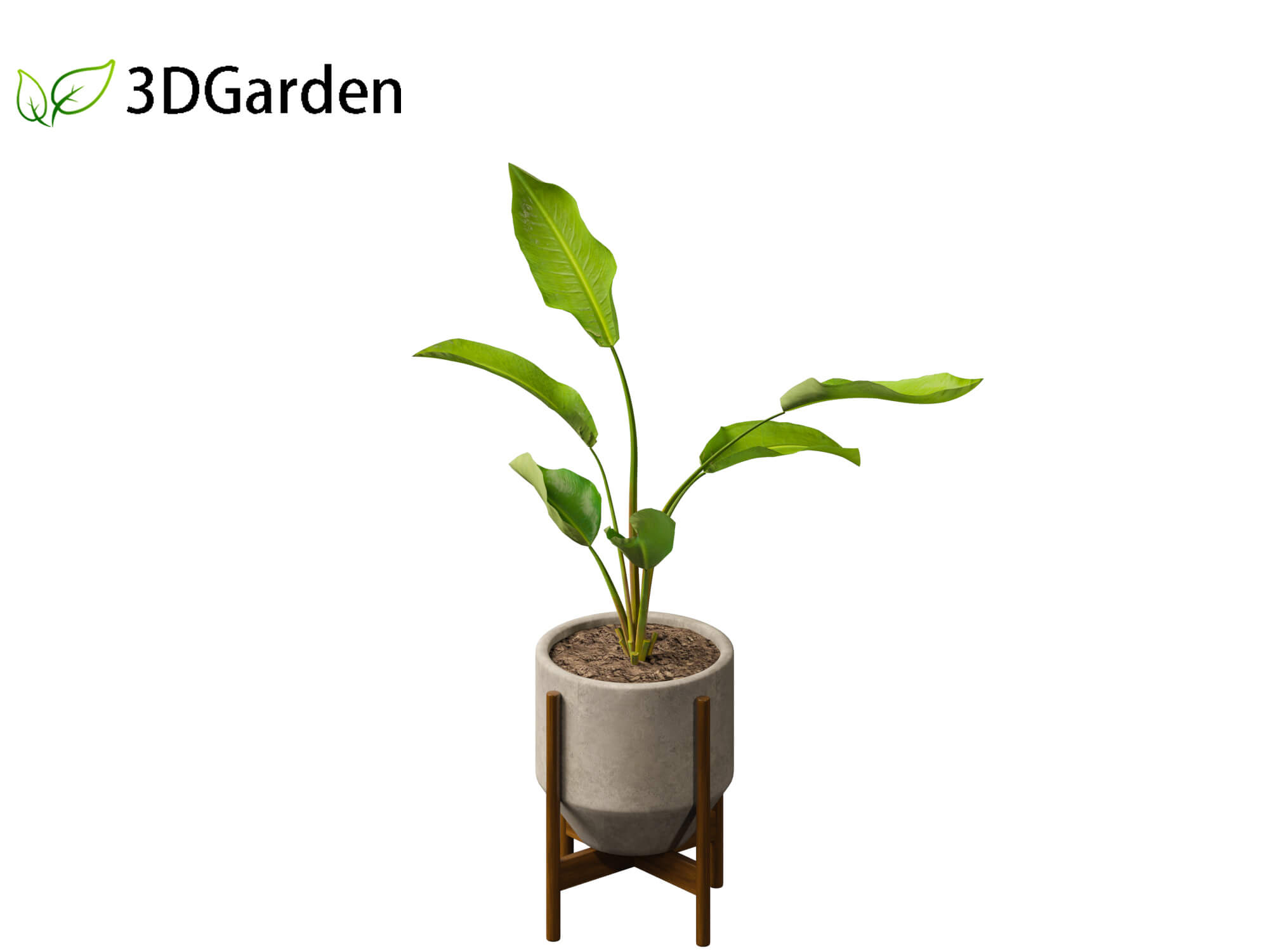 Strelitzia Nicolai - Natal Wild Banana Tree 3D Model by 3dgardenplants