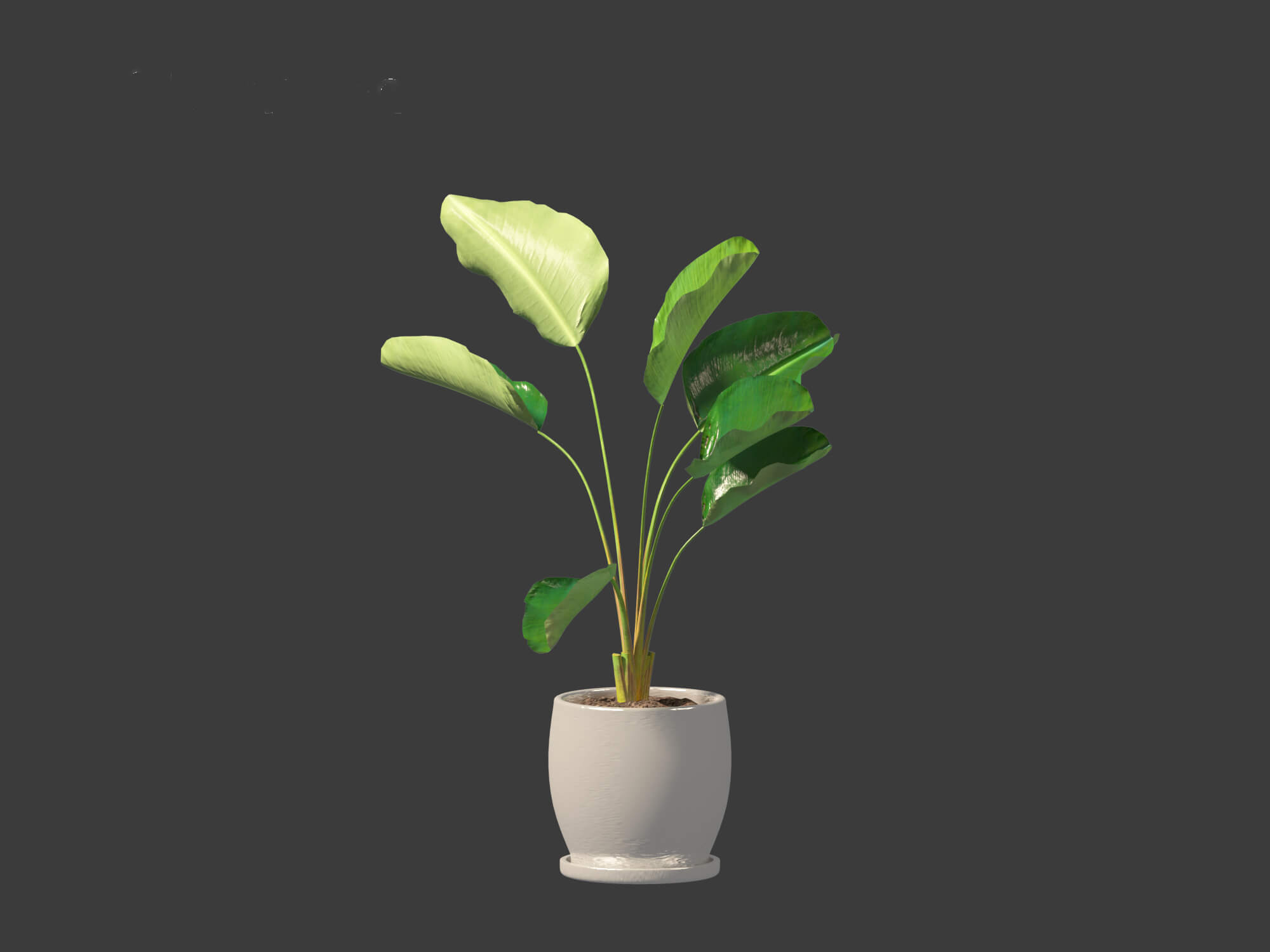 Strelitzia Nicolai - Natal Wild Banana Tree 3D Model by 3dgardenplants