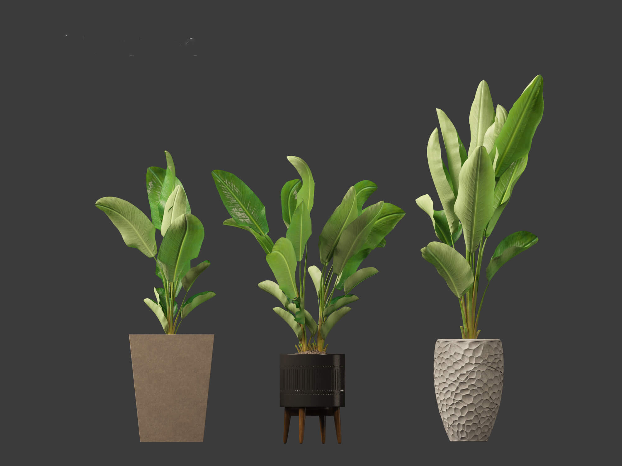 Strelitzia Nicolai - Natal Wild Banana Tree Free 3D Model by 3dgardenplants