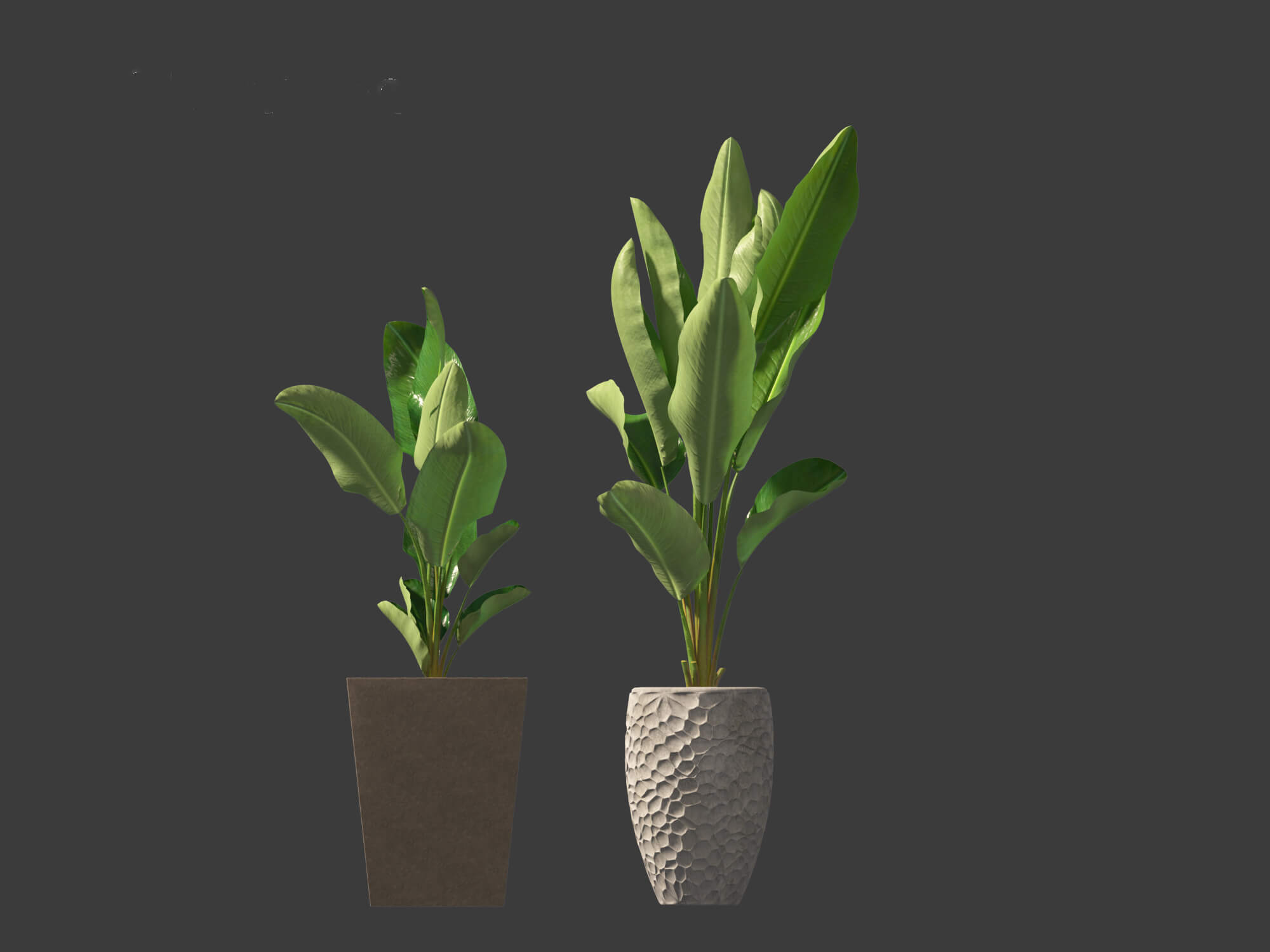 Strelitzia Nicolai - Natal Wild Banana Tree Free 3D Model by 3dgardenplants